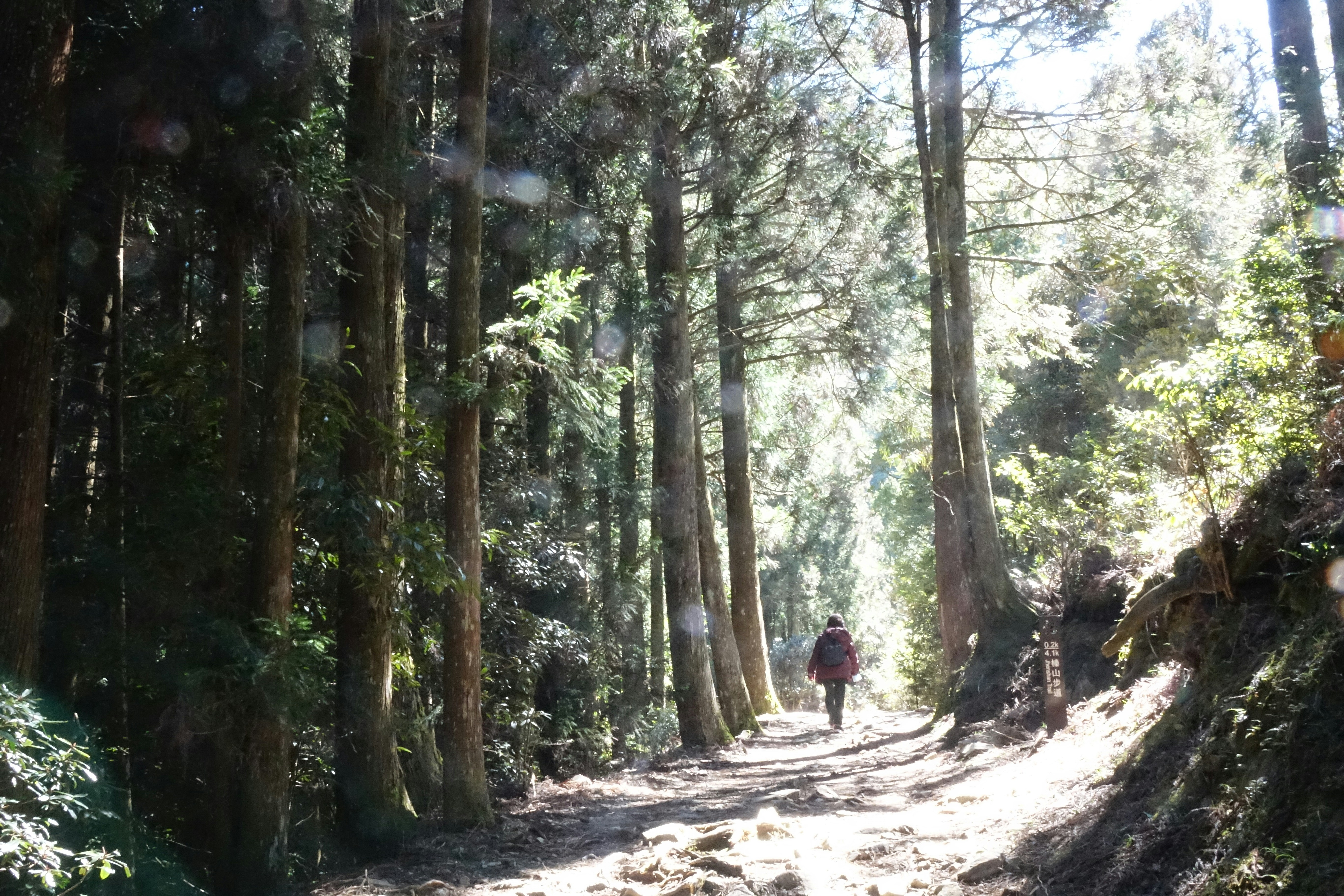 Hiker traversing a sun-dappled path in a dense forest, surrounded by towering trees and vibrant greenery.