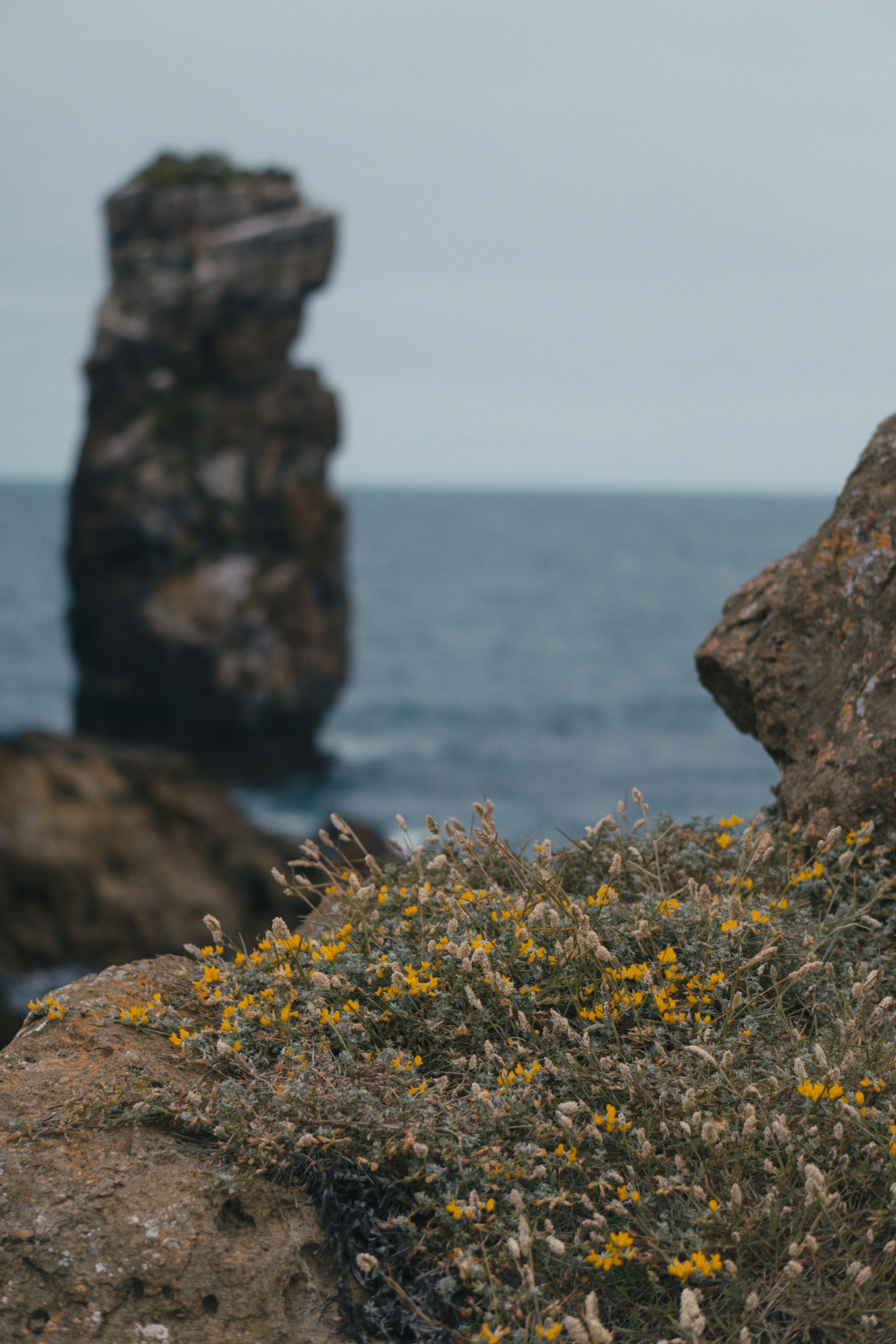 Sea-stack Echoes: Yellow Wildflowers Framing the Cliff