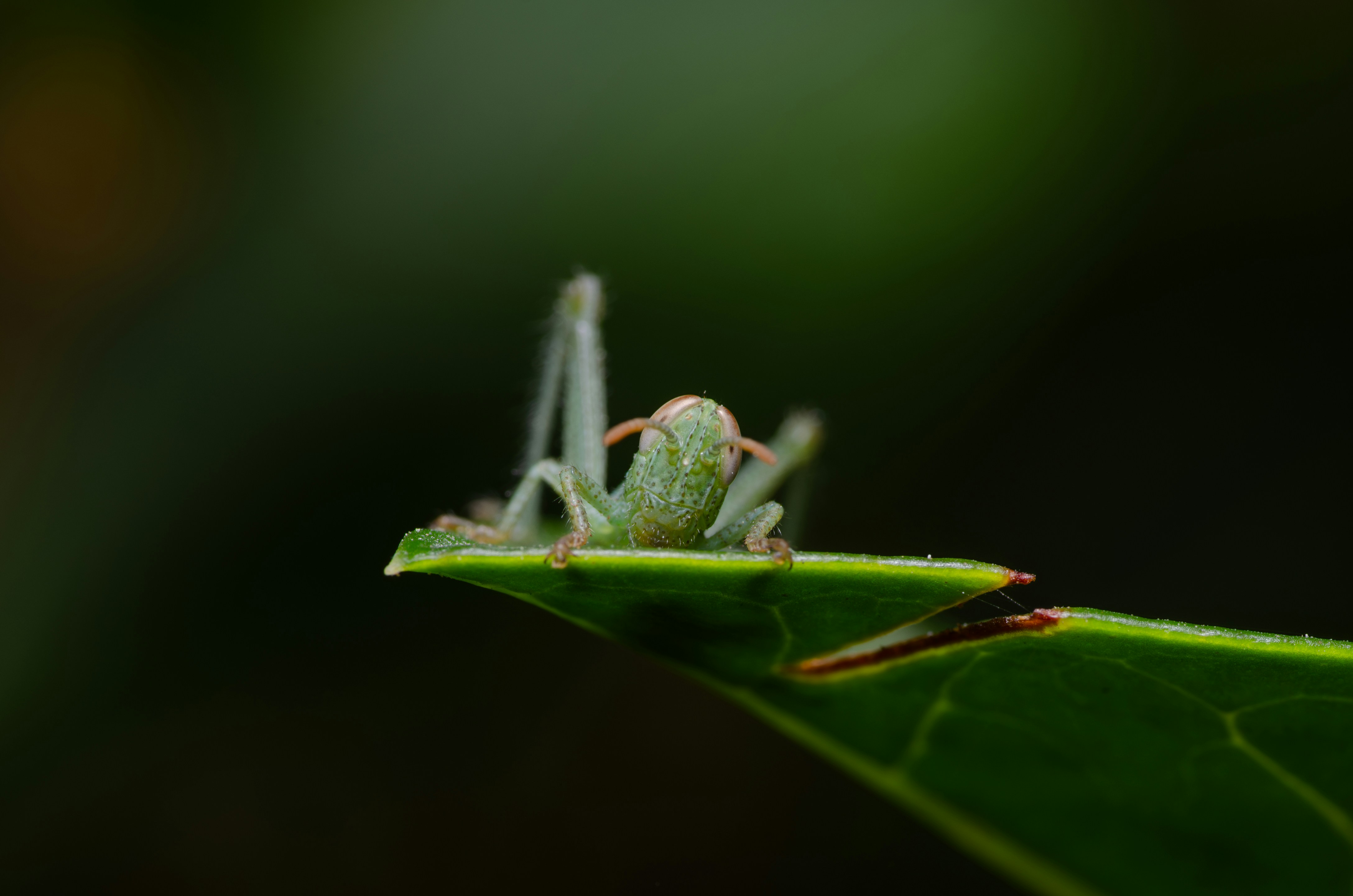 A green insect perched on the edge of a leaf, showcasing intricate details against a blurred background.