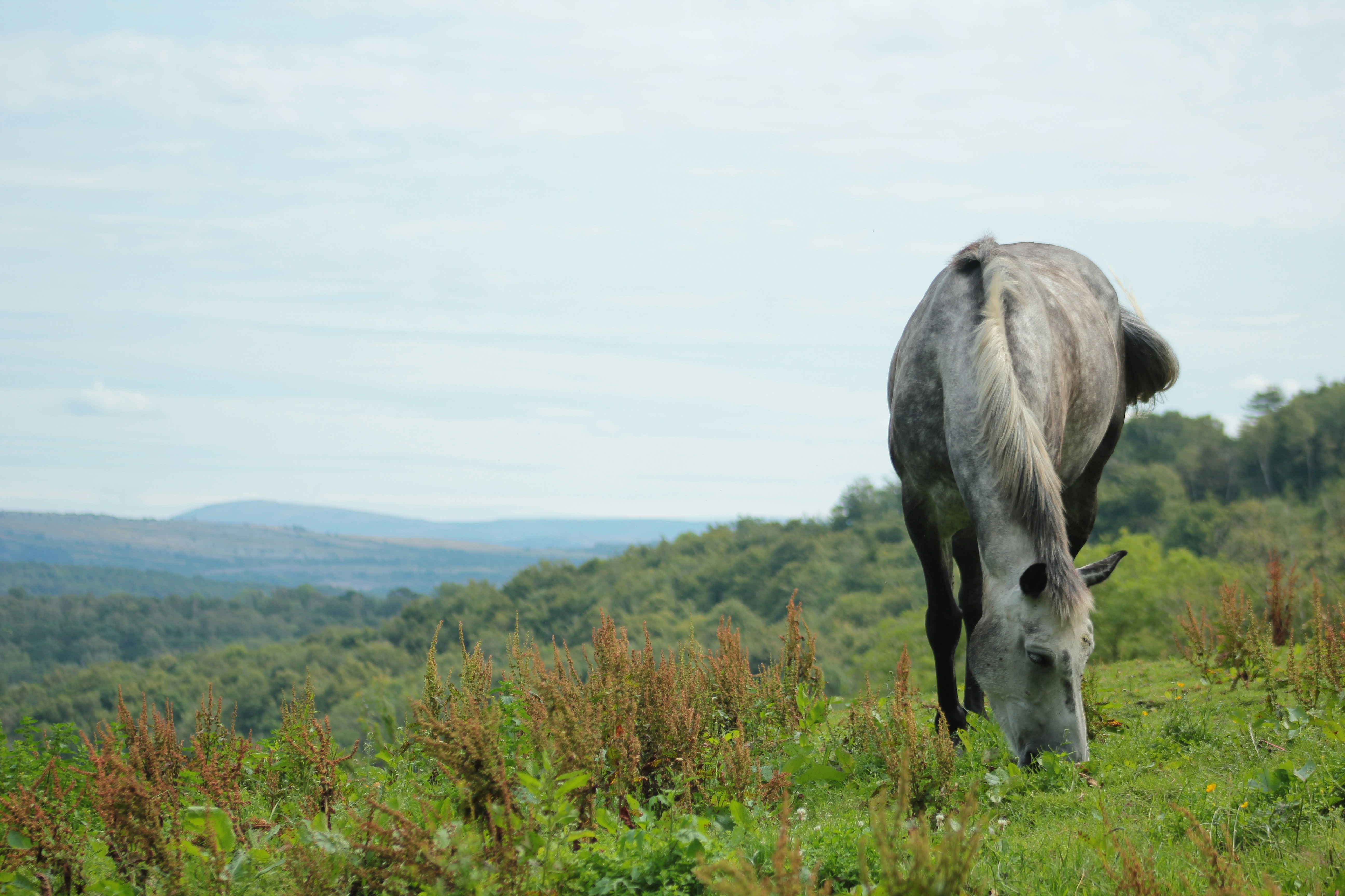 A gray horse grazes peacefully on a lush hillside, surrounded by a verdant landscape and distant mountains.