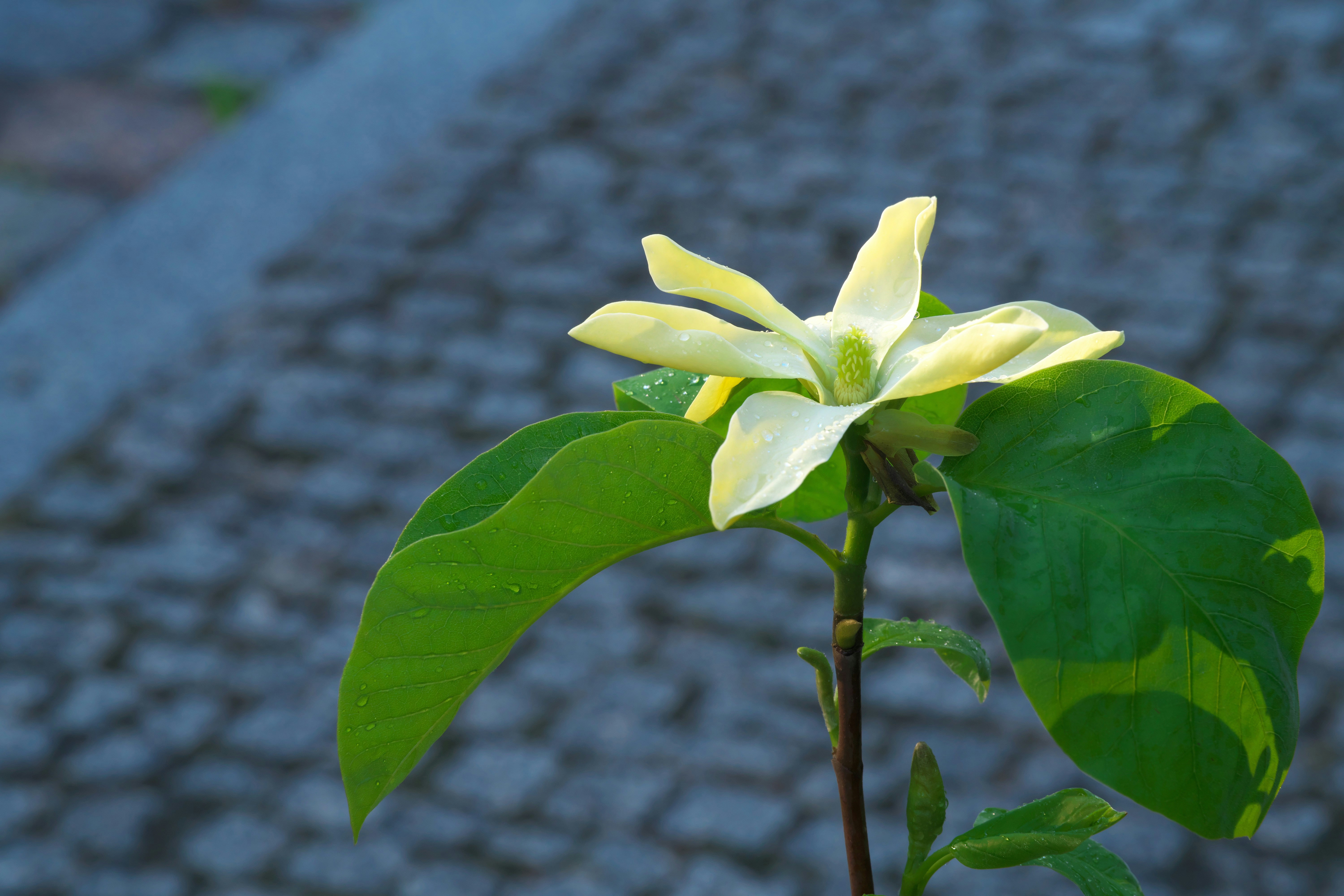 Photo by Tadeusz Zachwieja with Sony Alpha 7R V