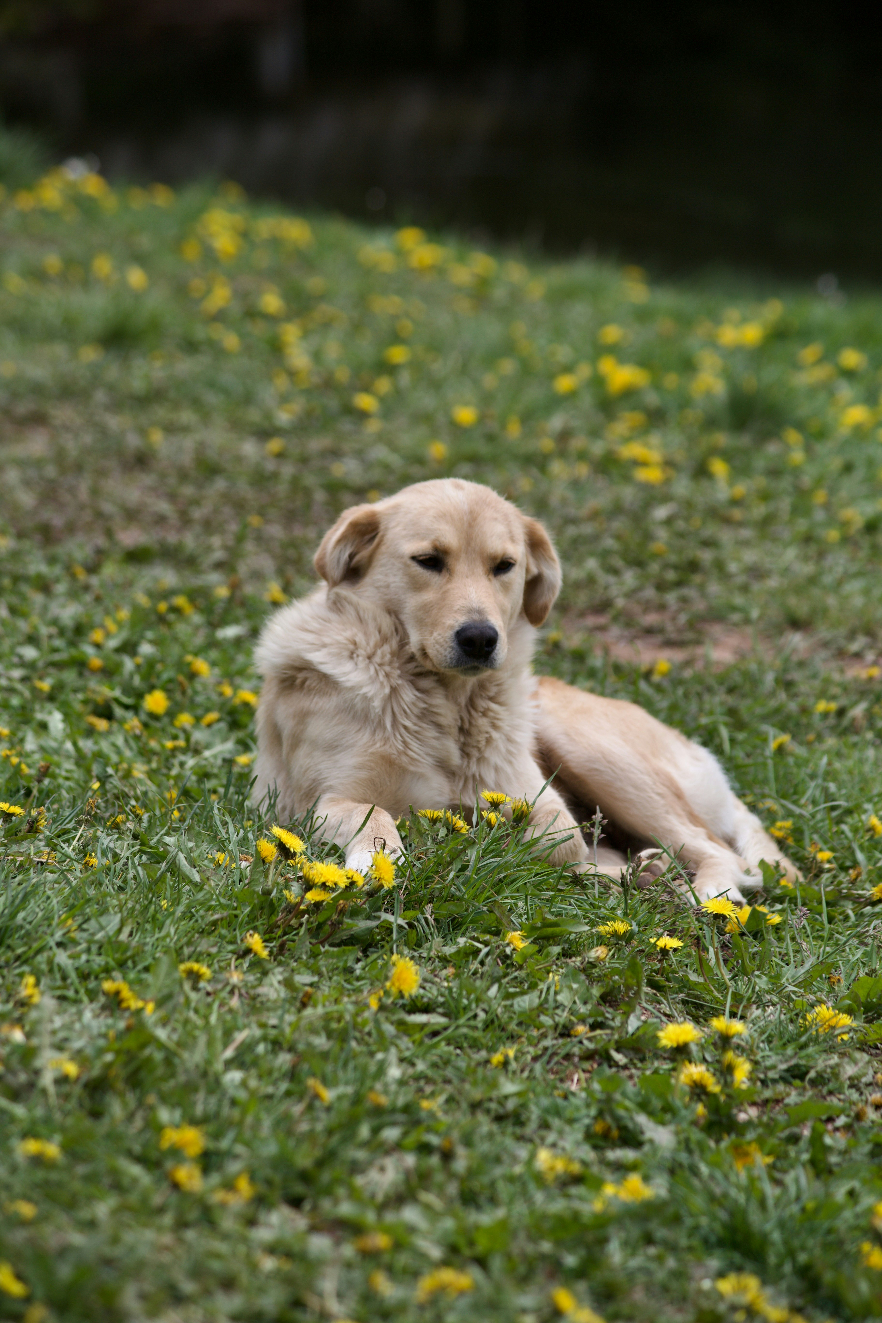 Golden retriever lounging in a field of dandelions, embodying tranquility and comfort.