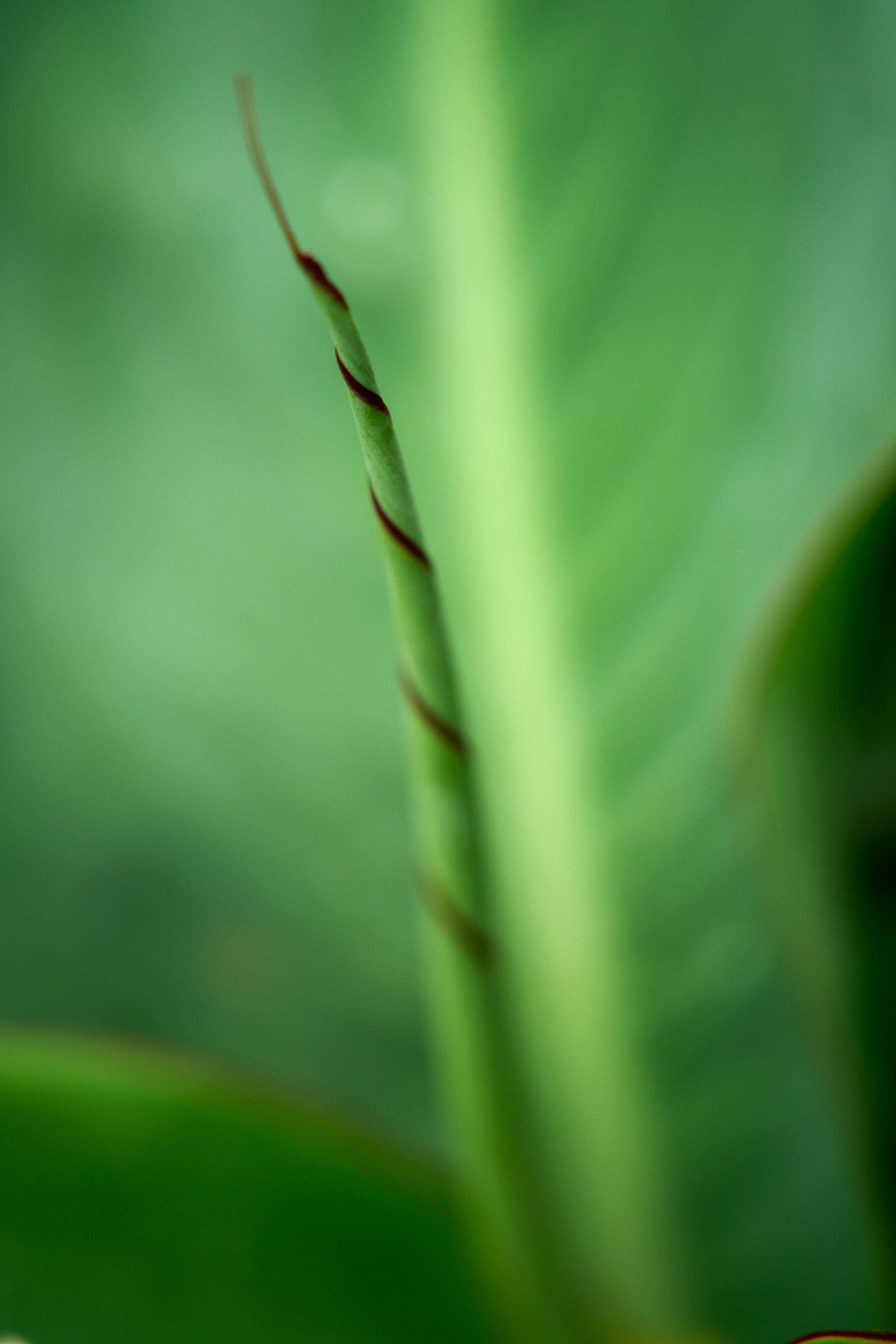 Green Helix in Focus: A Macro Close-Up of a Curling Plant Stem