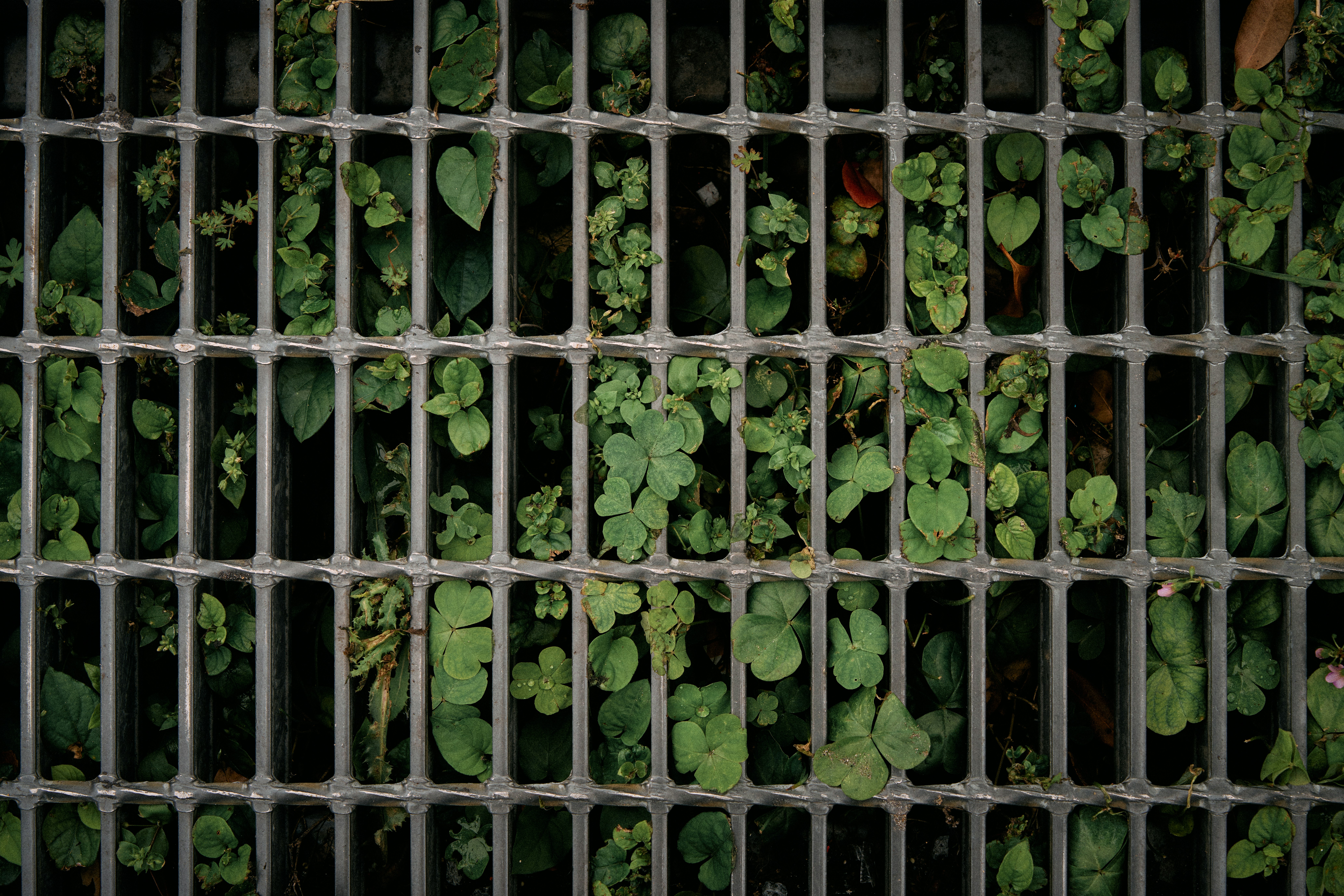 Plants grow through the grating. photo – Free Outdoors Image on Unsplash