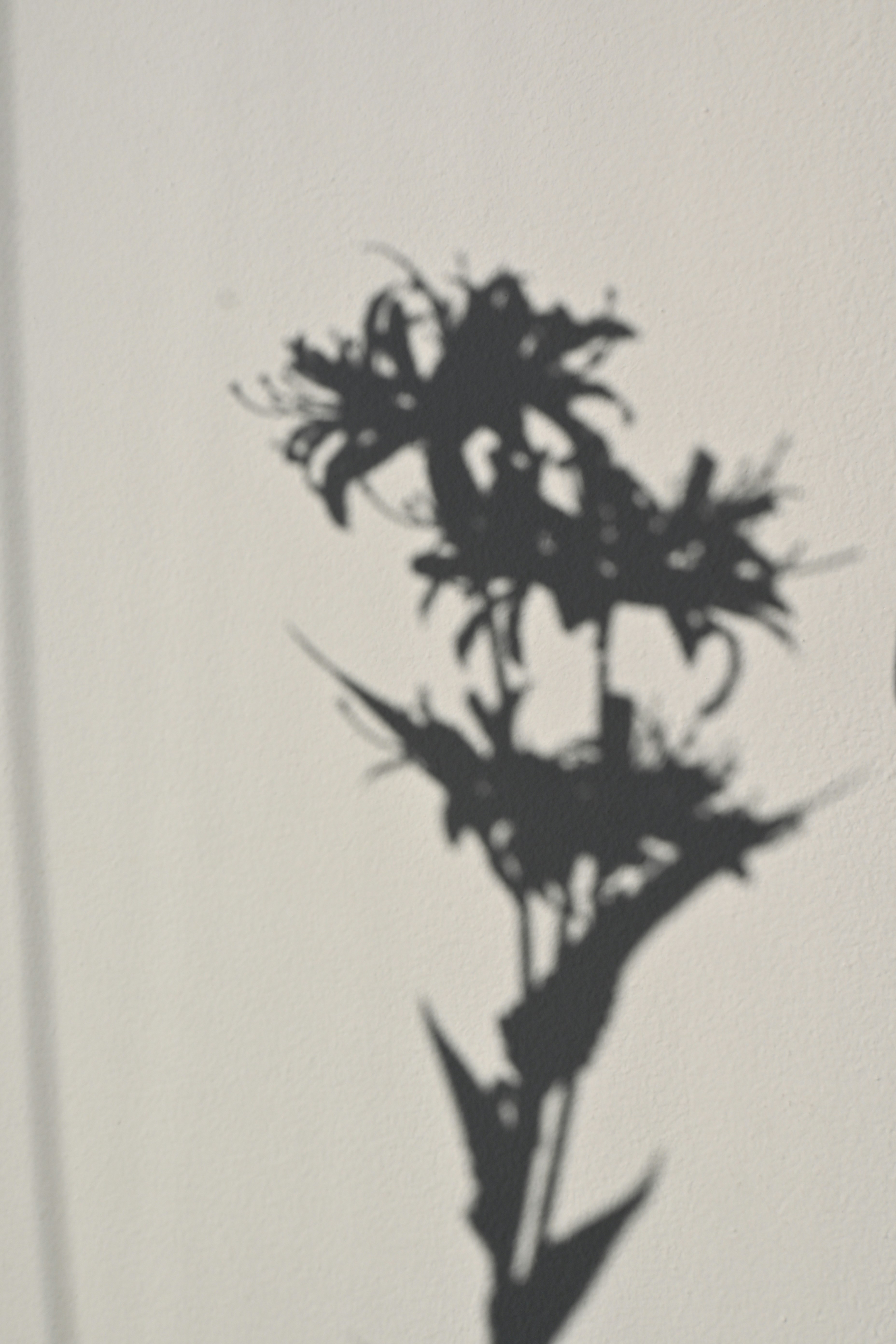 A flower's shadow casts against a wall.
