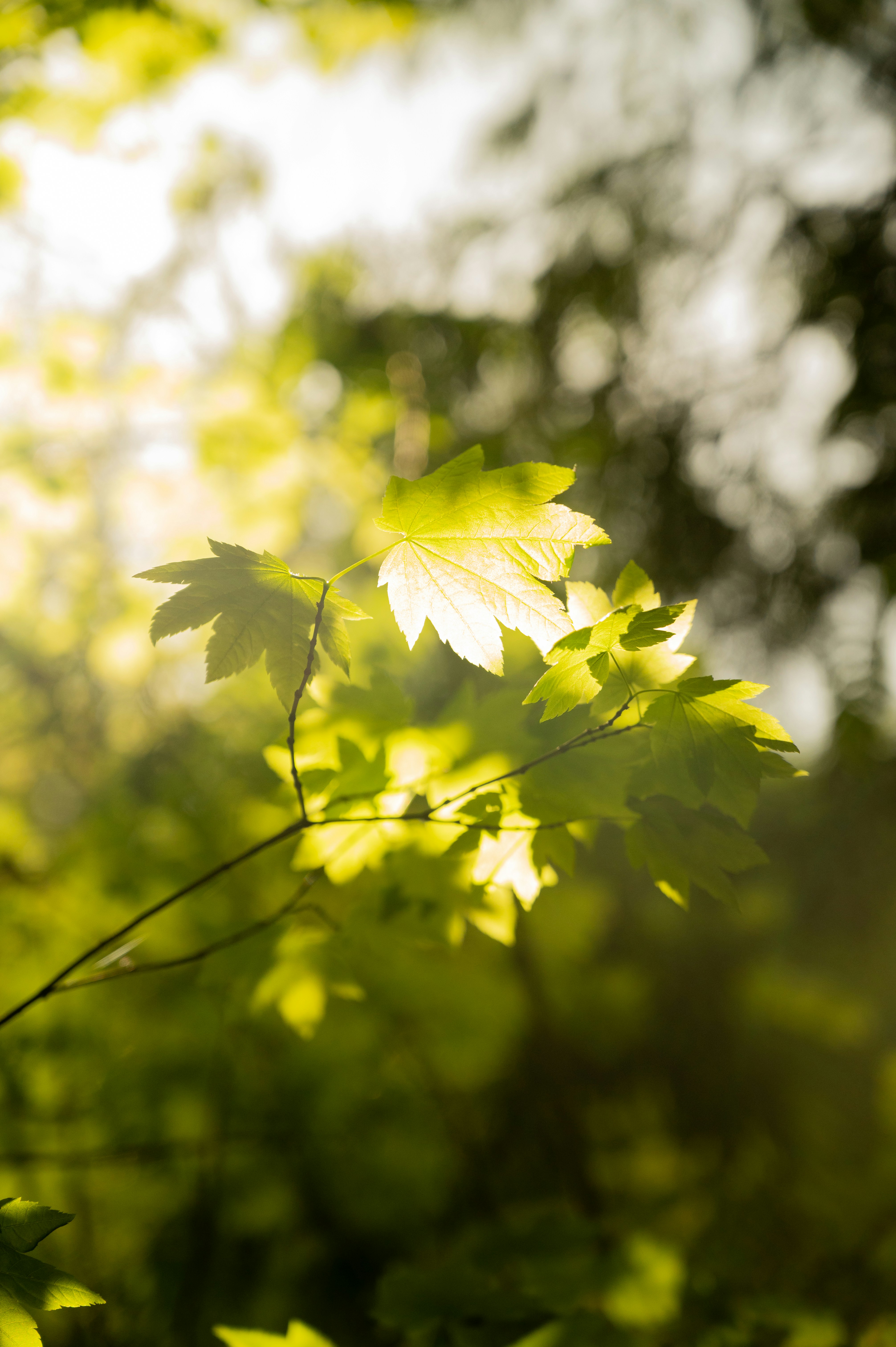 Sunlight shines through green leaves on a branch.