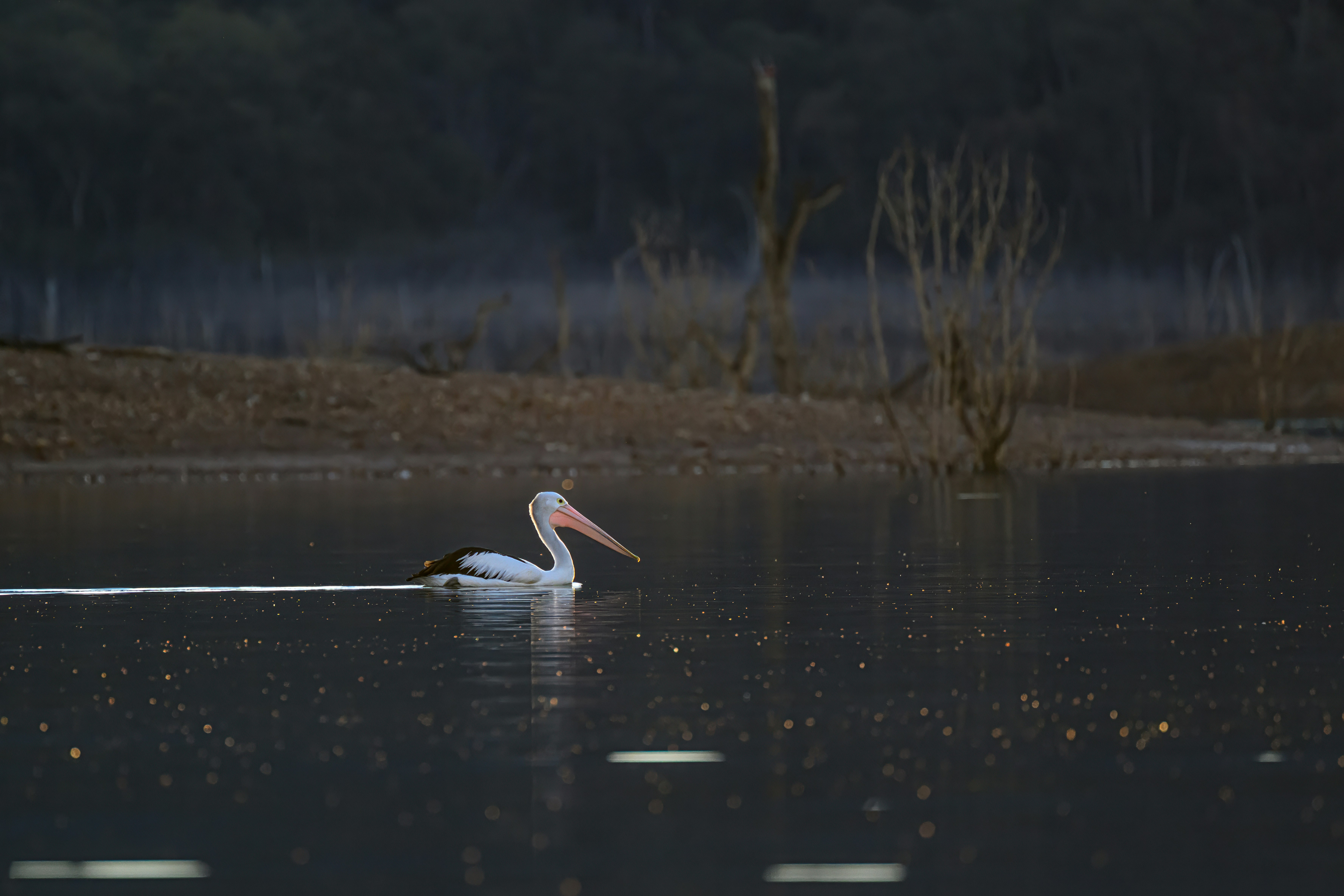 Dusk Glide: Pelican Traces a Quiet Wake Across a Mist-Soft Lake
