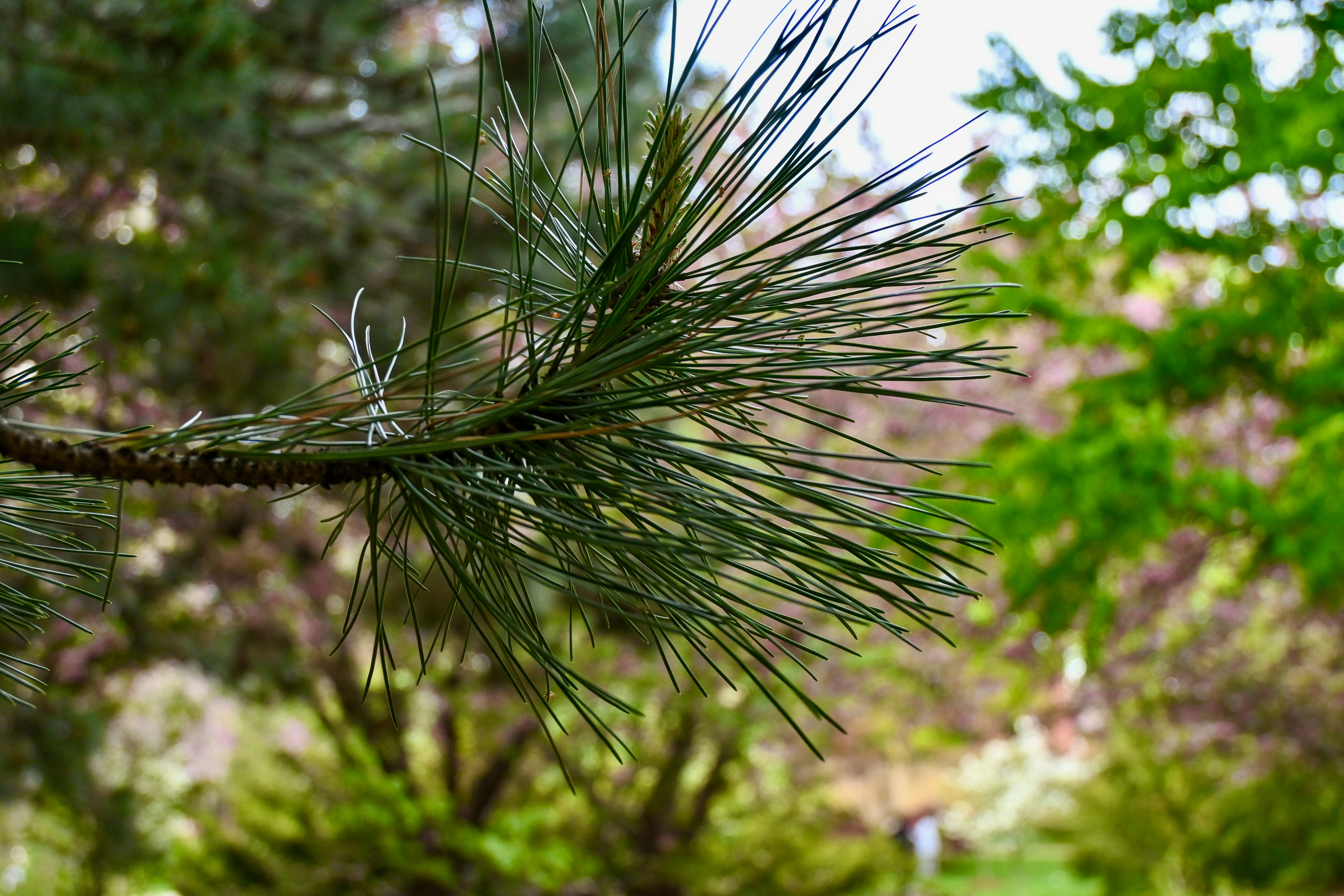 Close-up of a pine branch showcasing intricate needle formations against a blurred background of lush greenery.