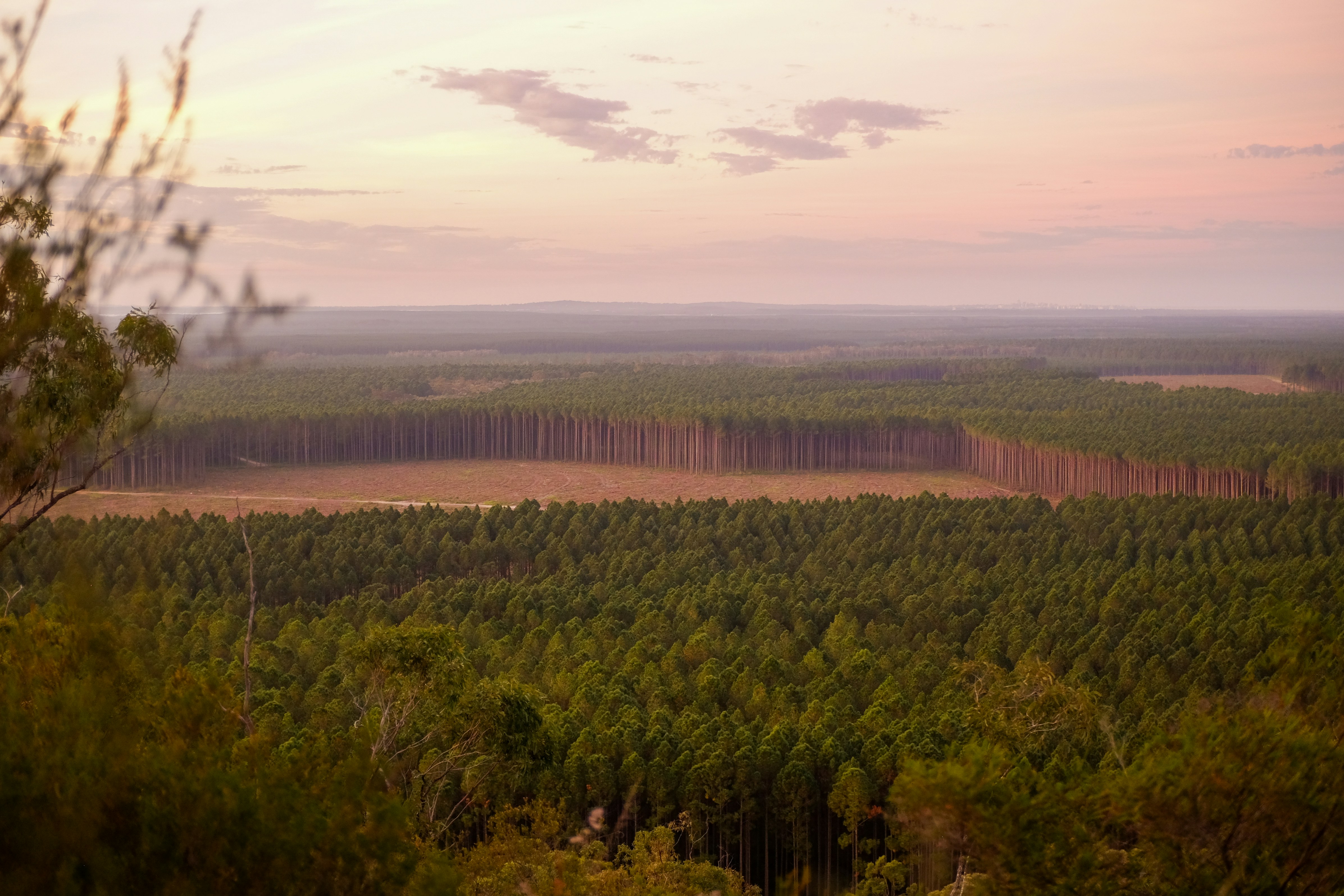 The image shows a vast forest at dusk. photo – Free Forest Image on ...