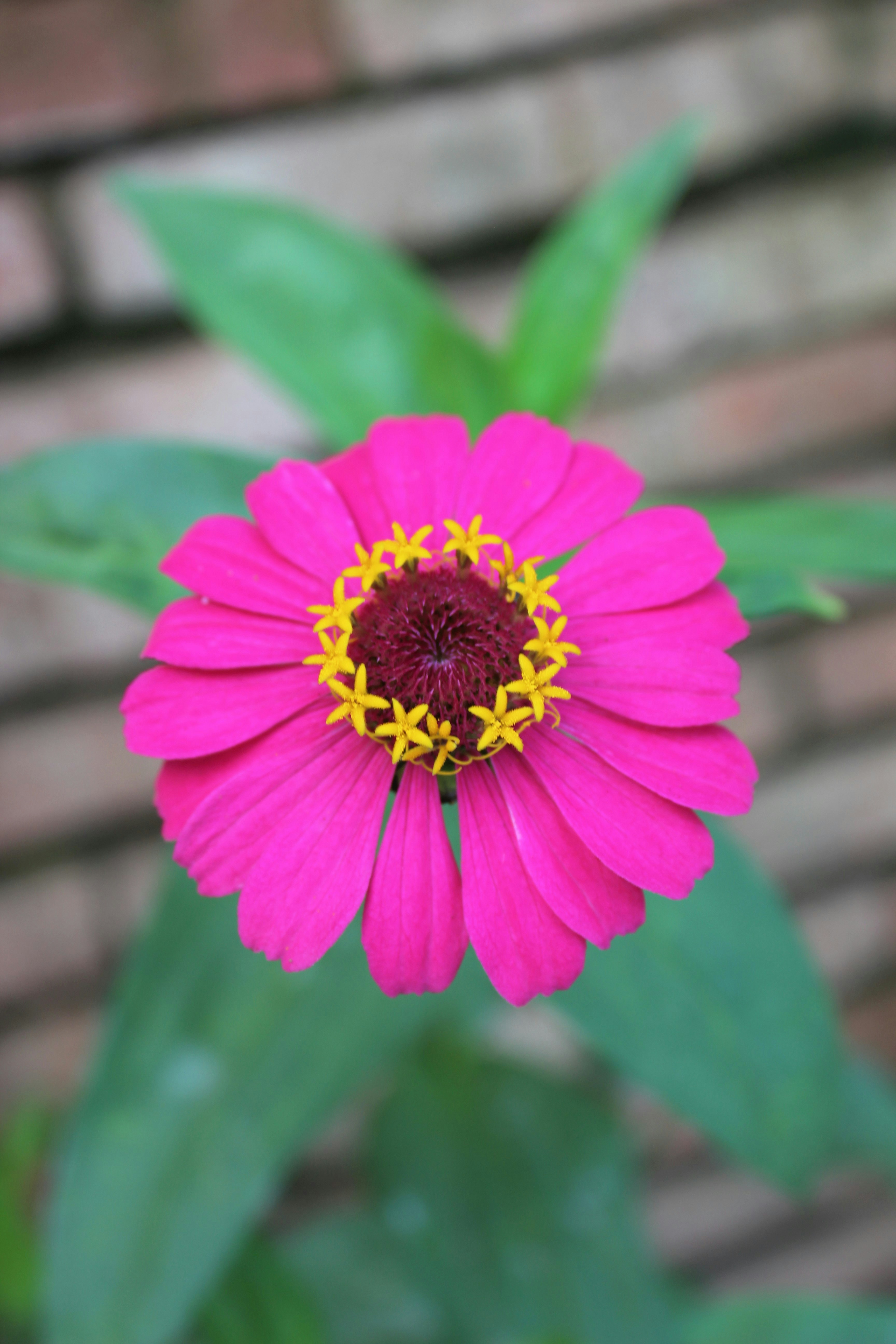 pink flowers in the garden