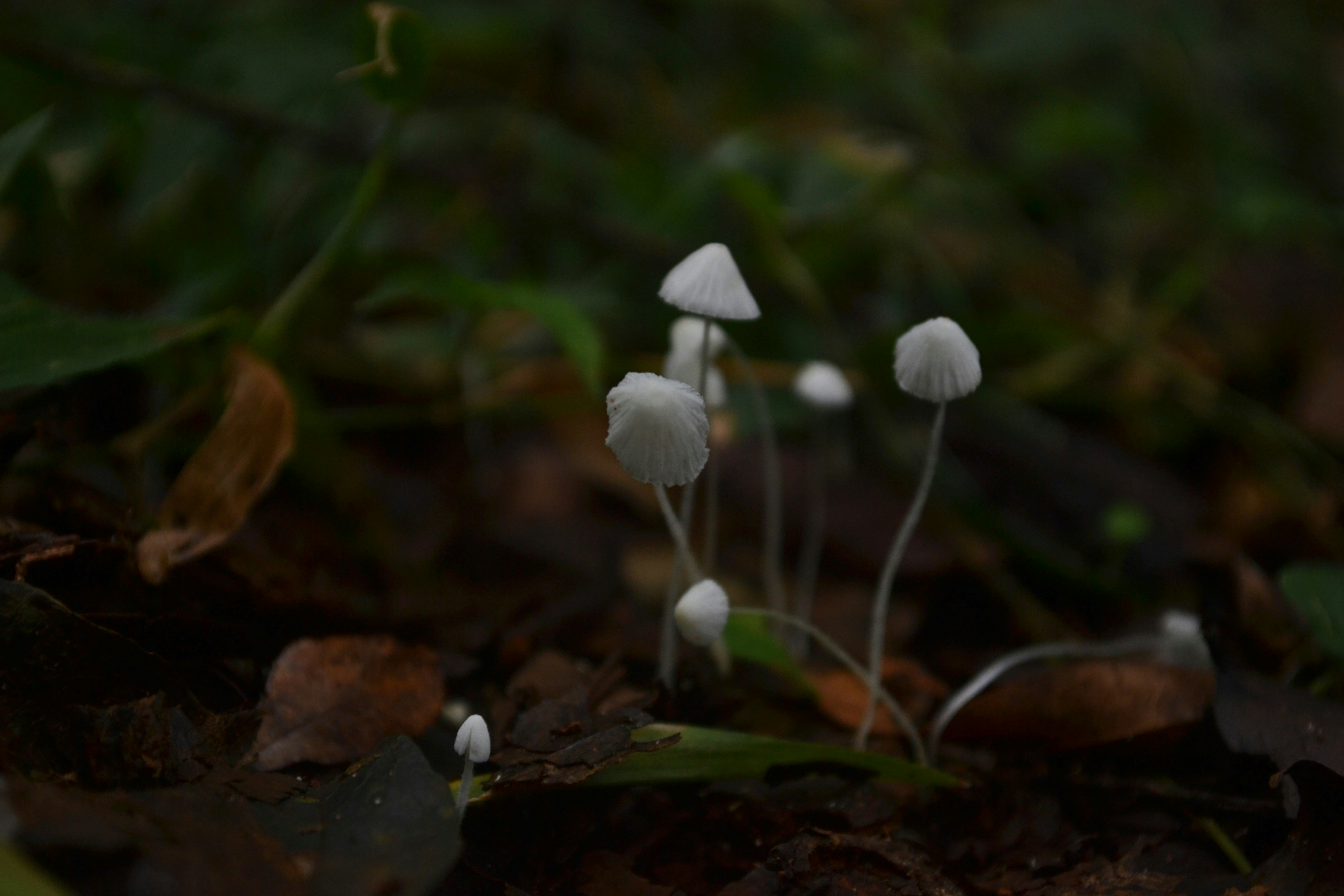 Small mushrooms inside the forest. | White mushrooms sprout from a forest floor.