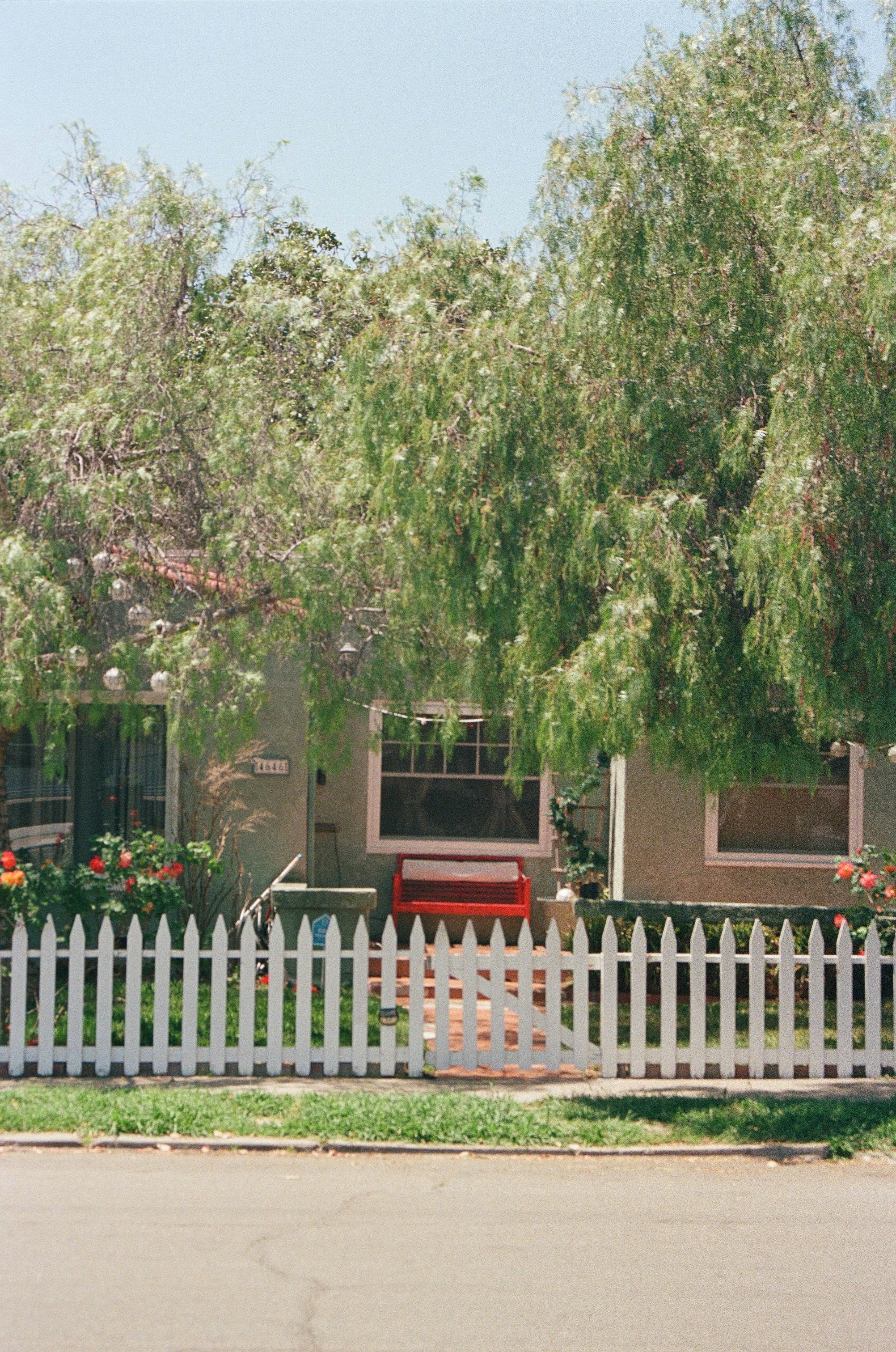 Front Yard Sanctuary: A Quiet House Framed by a Weeping Tree