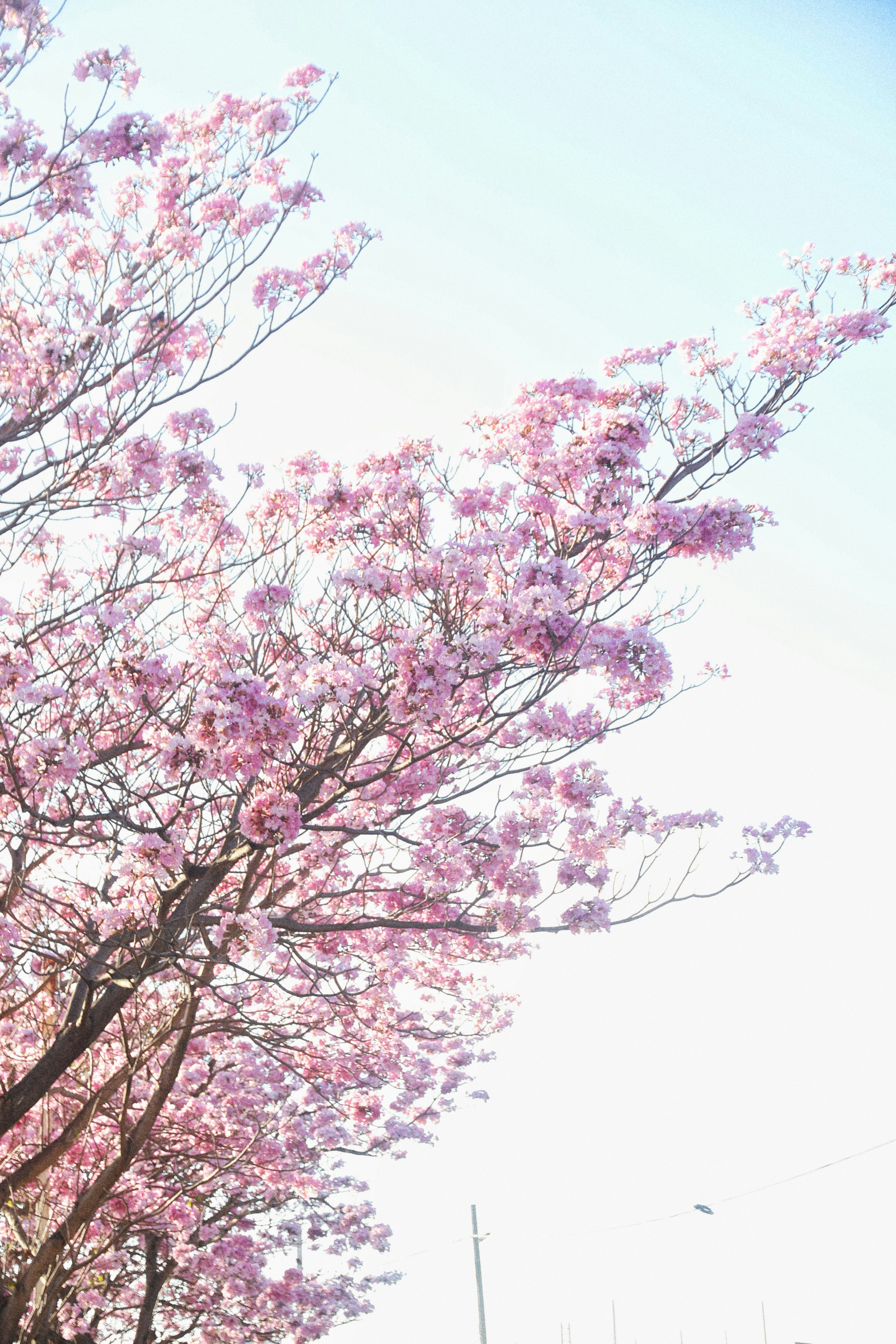 Pink blossoms bloom on a tree in the sunlight. photo – Free Flower ...