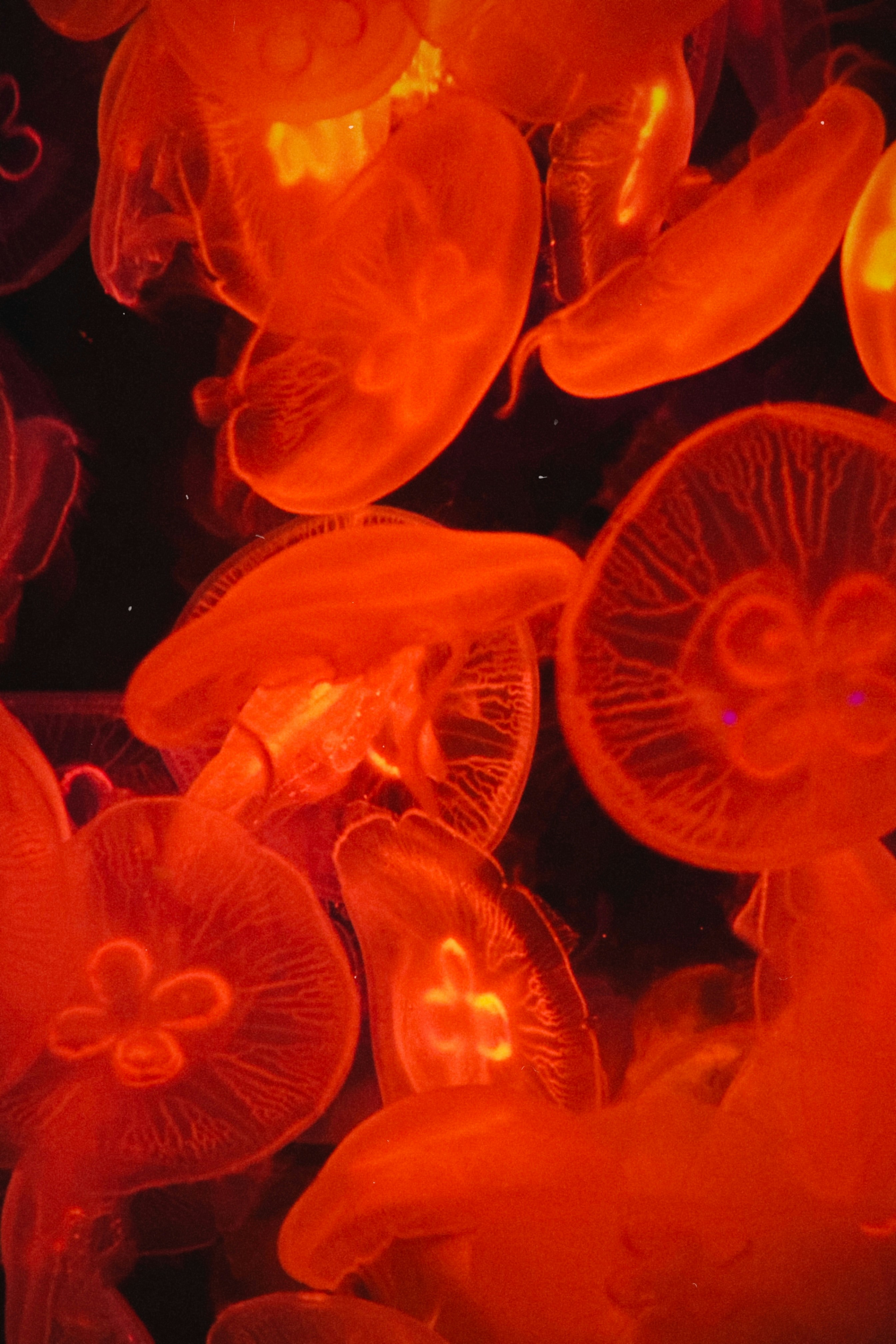 Ethereal Dance of the Crimson Medusae