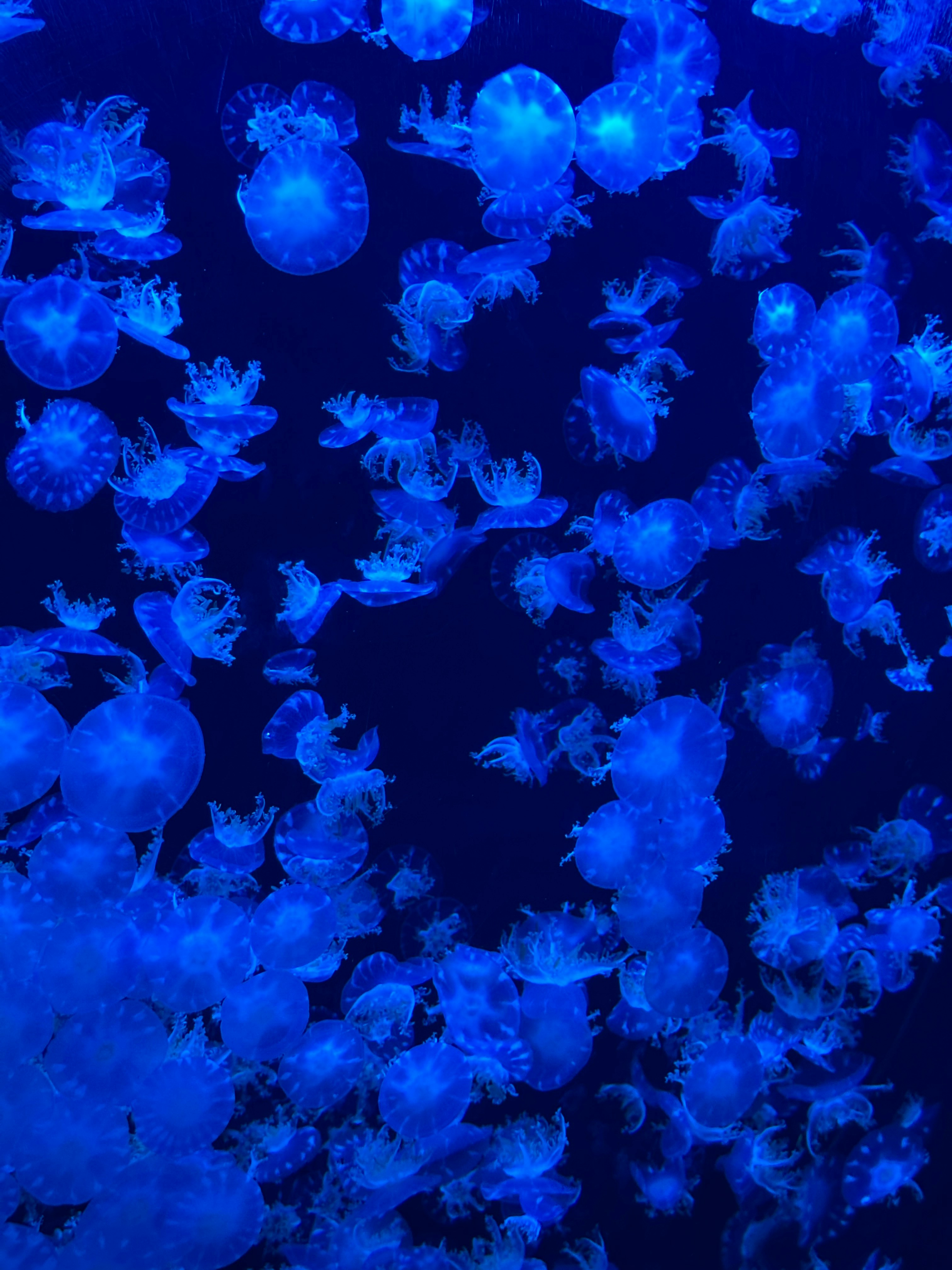 Jellyfish swim gracefully in the deep, blue ocean.