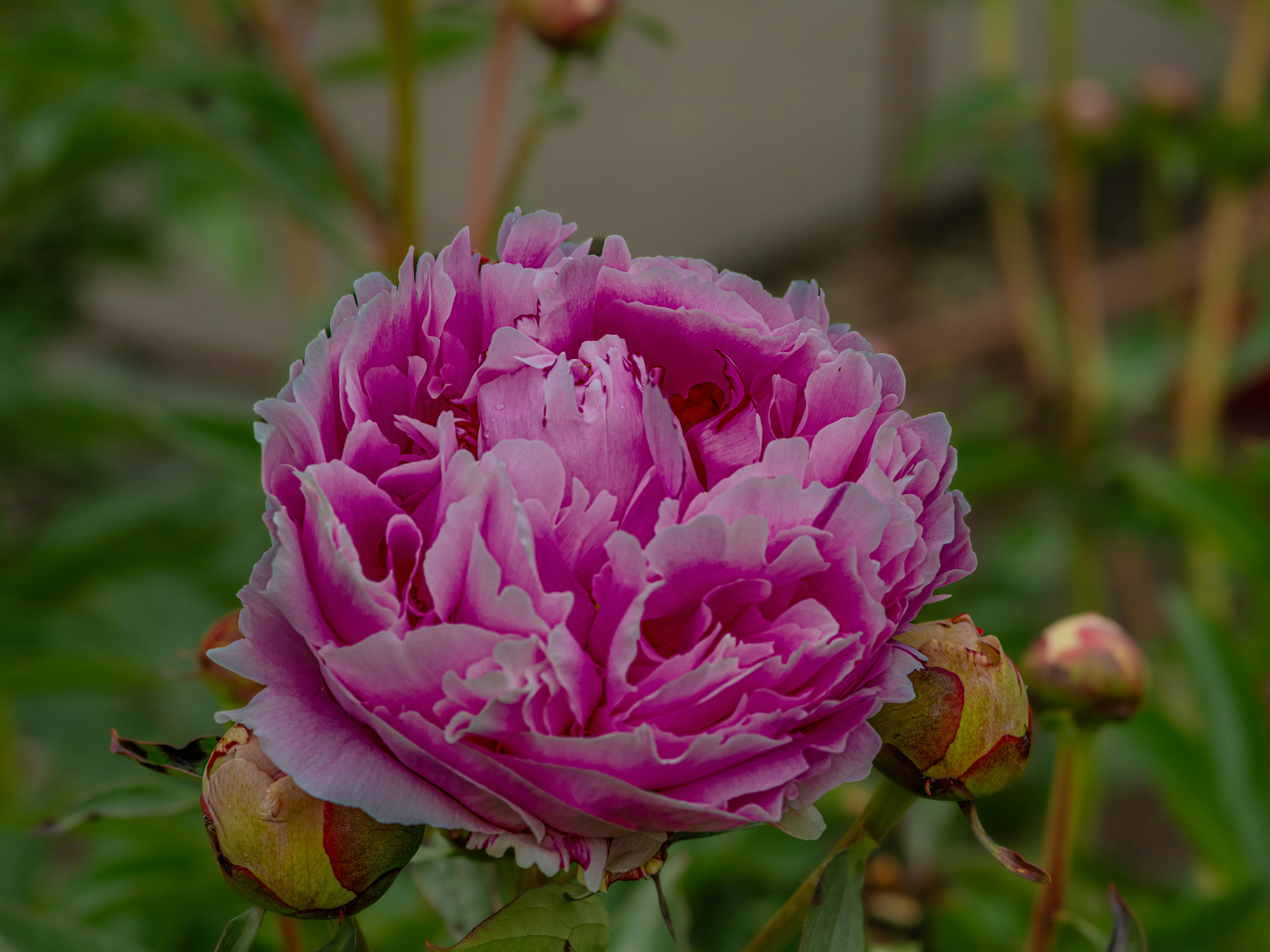 Peony photo shot on Nikon Z8