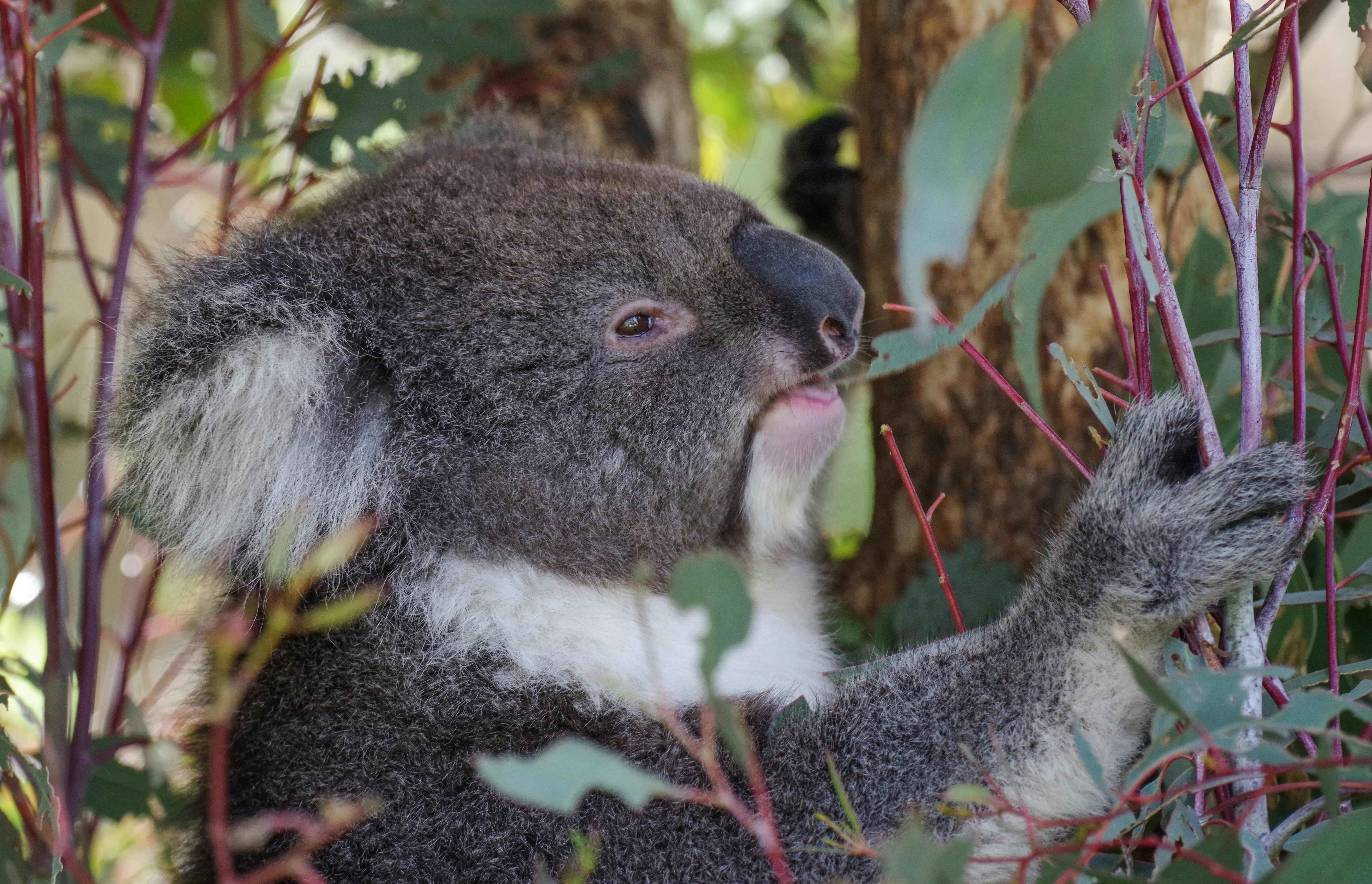 Curious Koala Reaches Through Verdant Branches