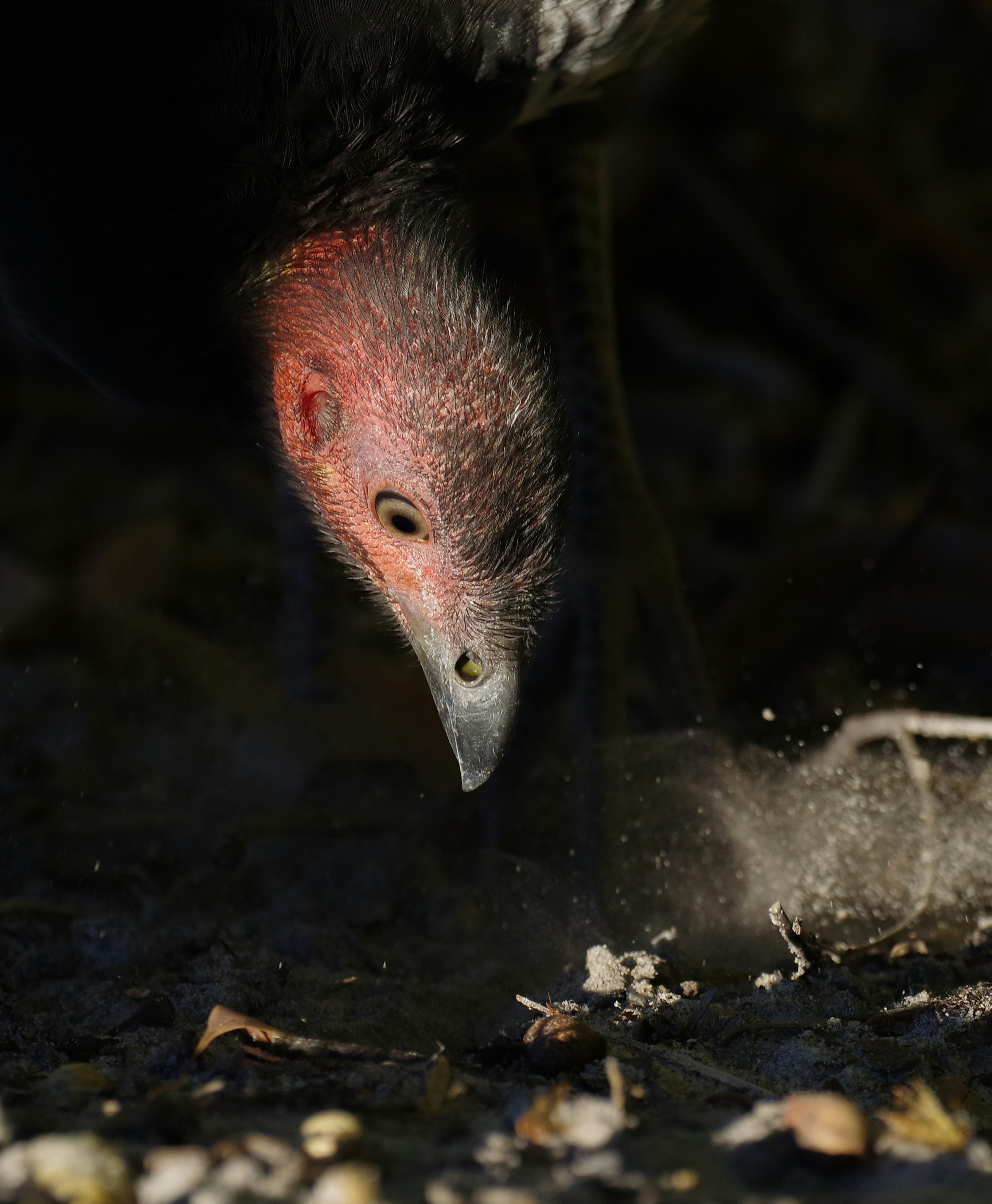 Red-Crowned Tined Molefoot: A Ground-Level Study of a Foraging Bird