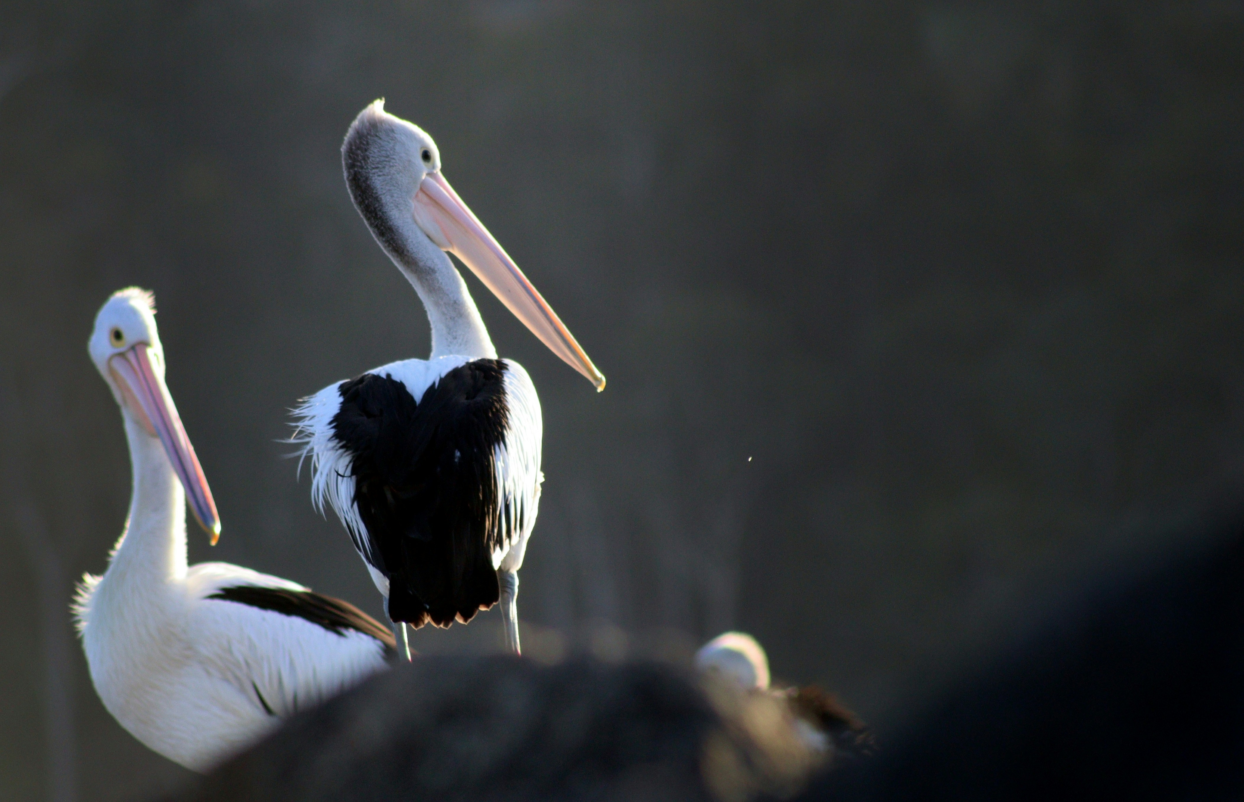 Two pelicans stand in the sunlight. photo – Free Pelican Image on Unsplash
