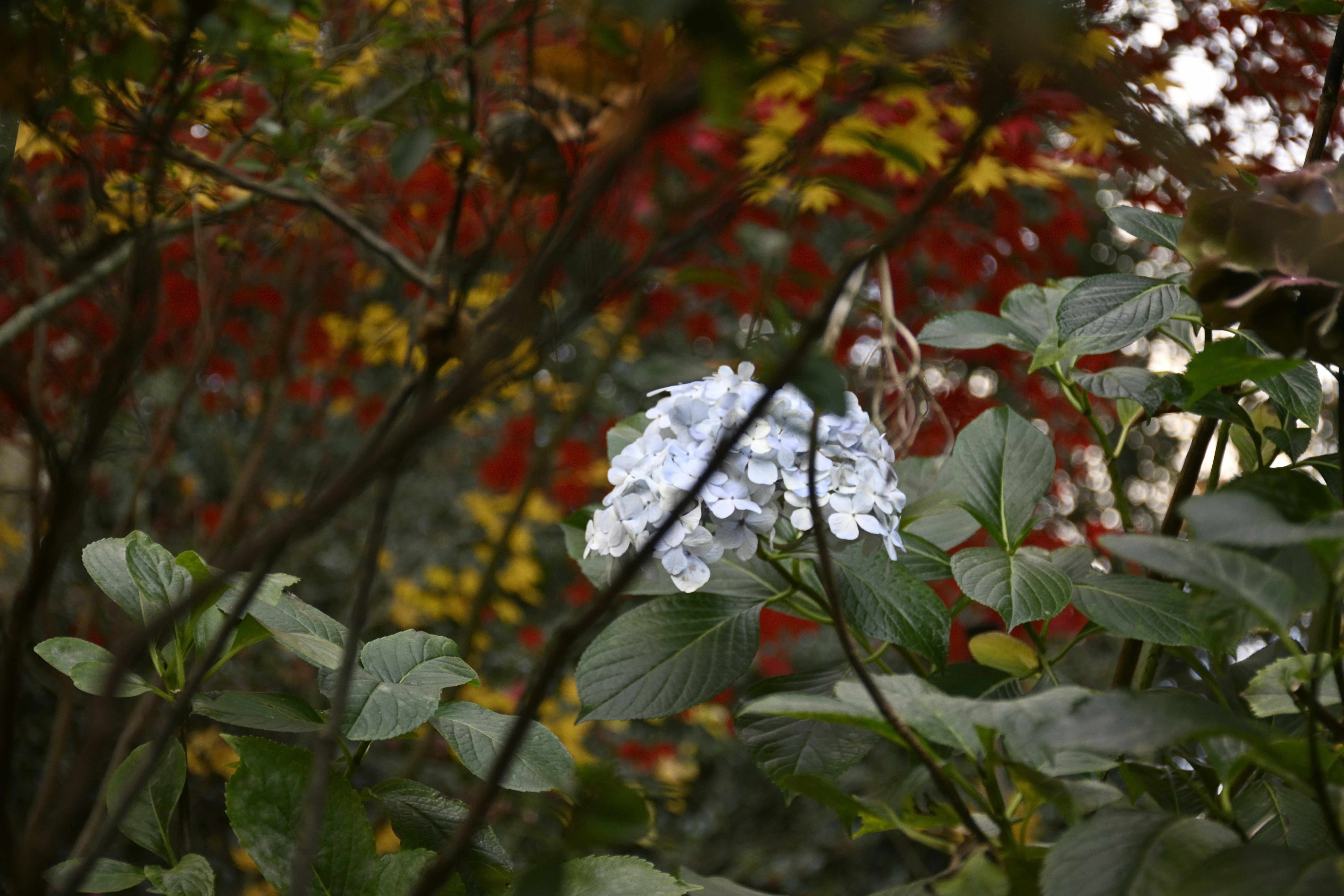 Whisper of White: Hydrangea Against Autumn's Mosaic