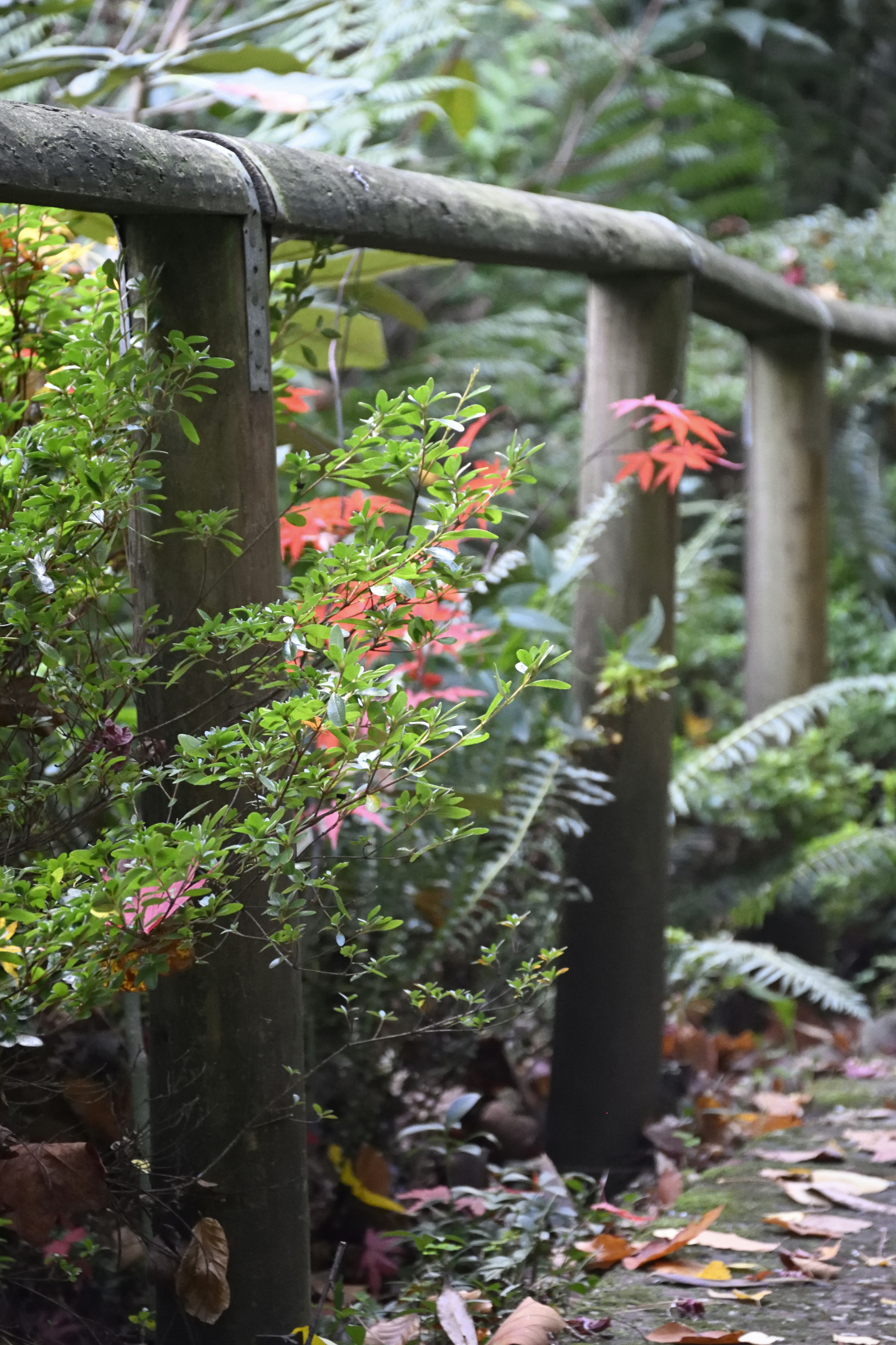 Riverside Railings and Autumn Foliage in a Quiet Corridor
