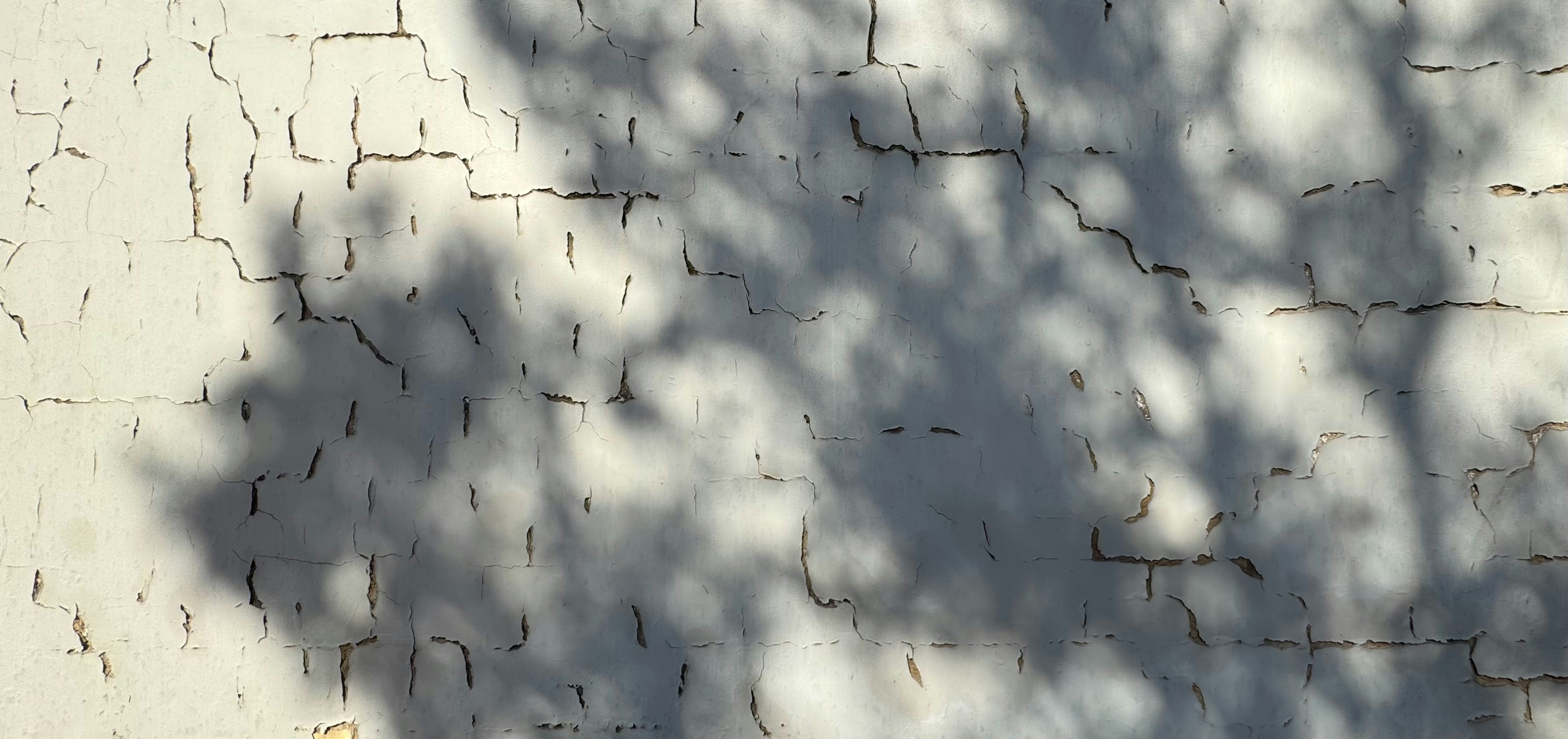 Delicate shadows cast by foliage dance across a weathered, cracked wall, creating a textured interplay of light and form.
