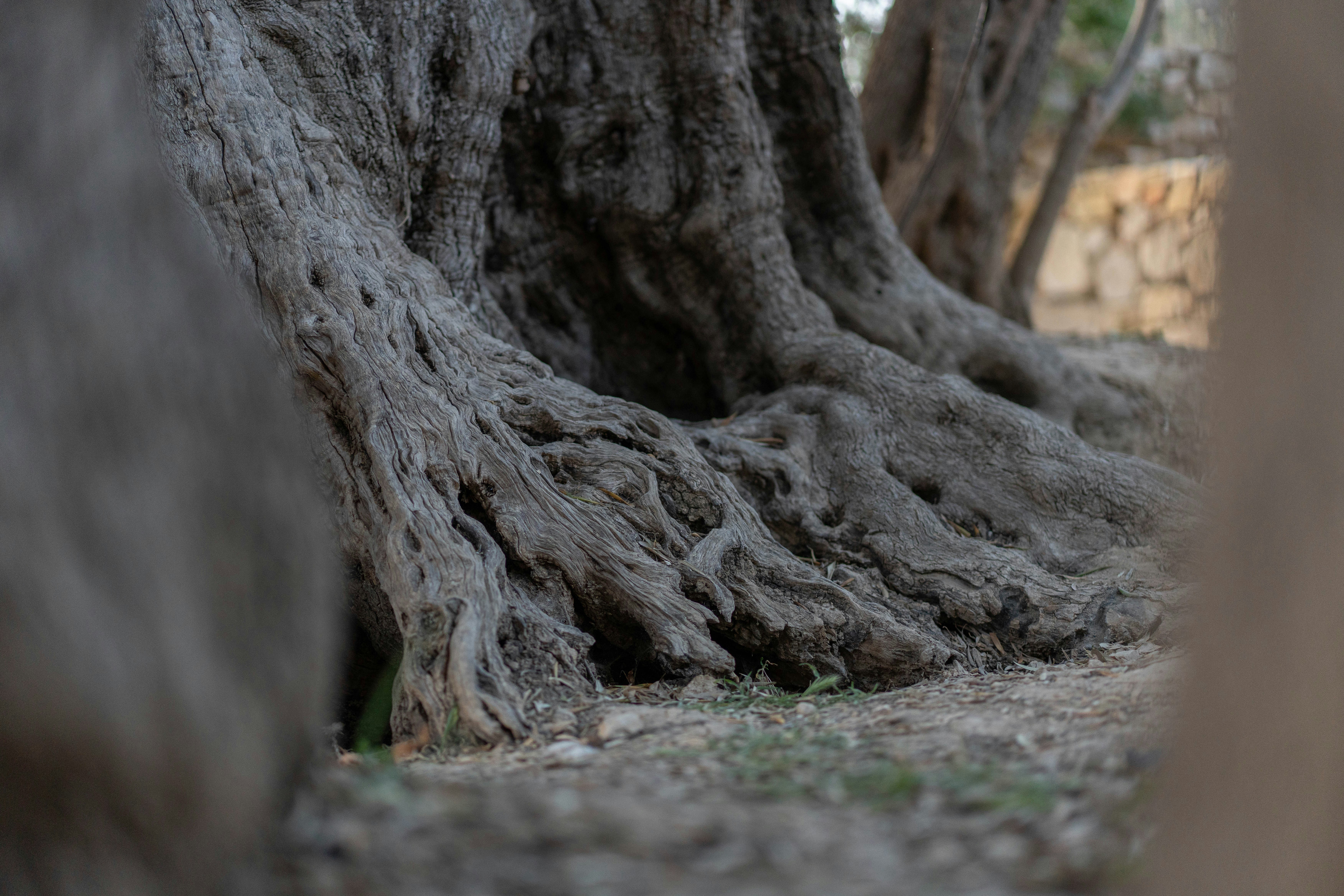 Gnarly roots of a large, old tree are shown. photo – Free Tree trunk ...