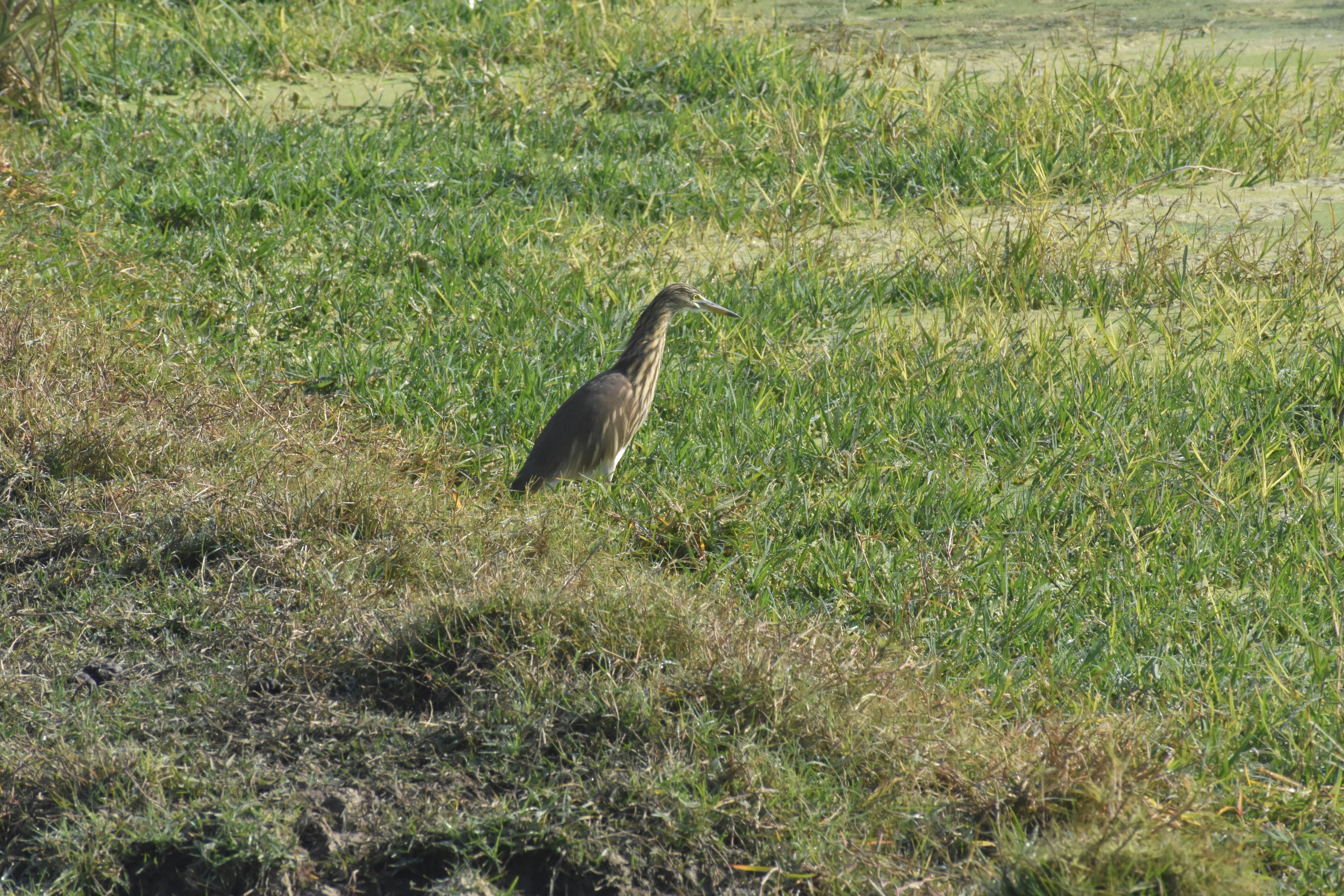 A heron poised on the edge of a marsh, observing its surroundings with keen interest. The lush green backdrop enhances the serene atmosphere.
