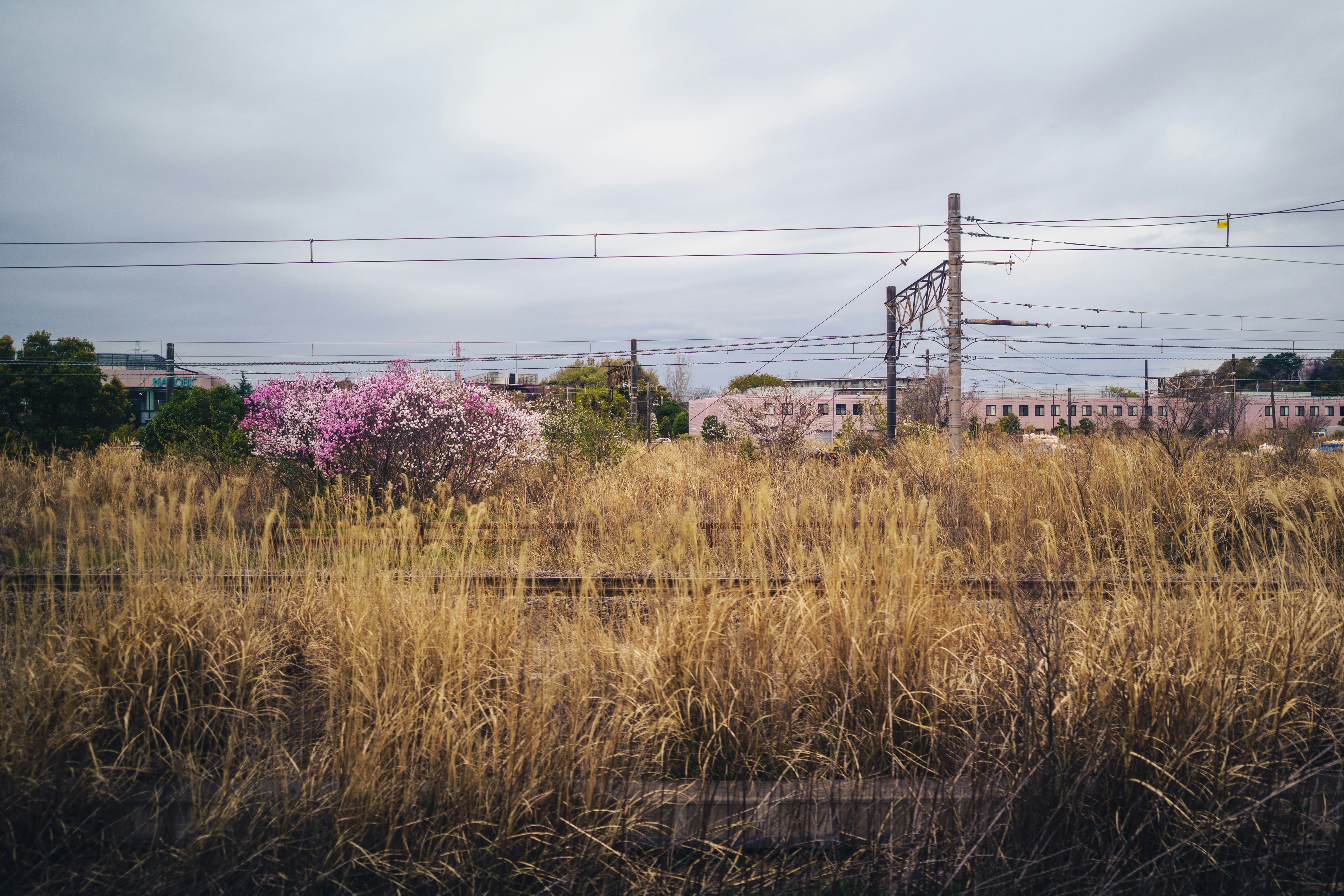 Grassy field with a cherry tree in bloom.