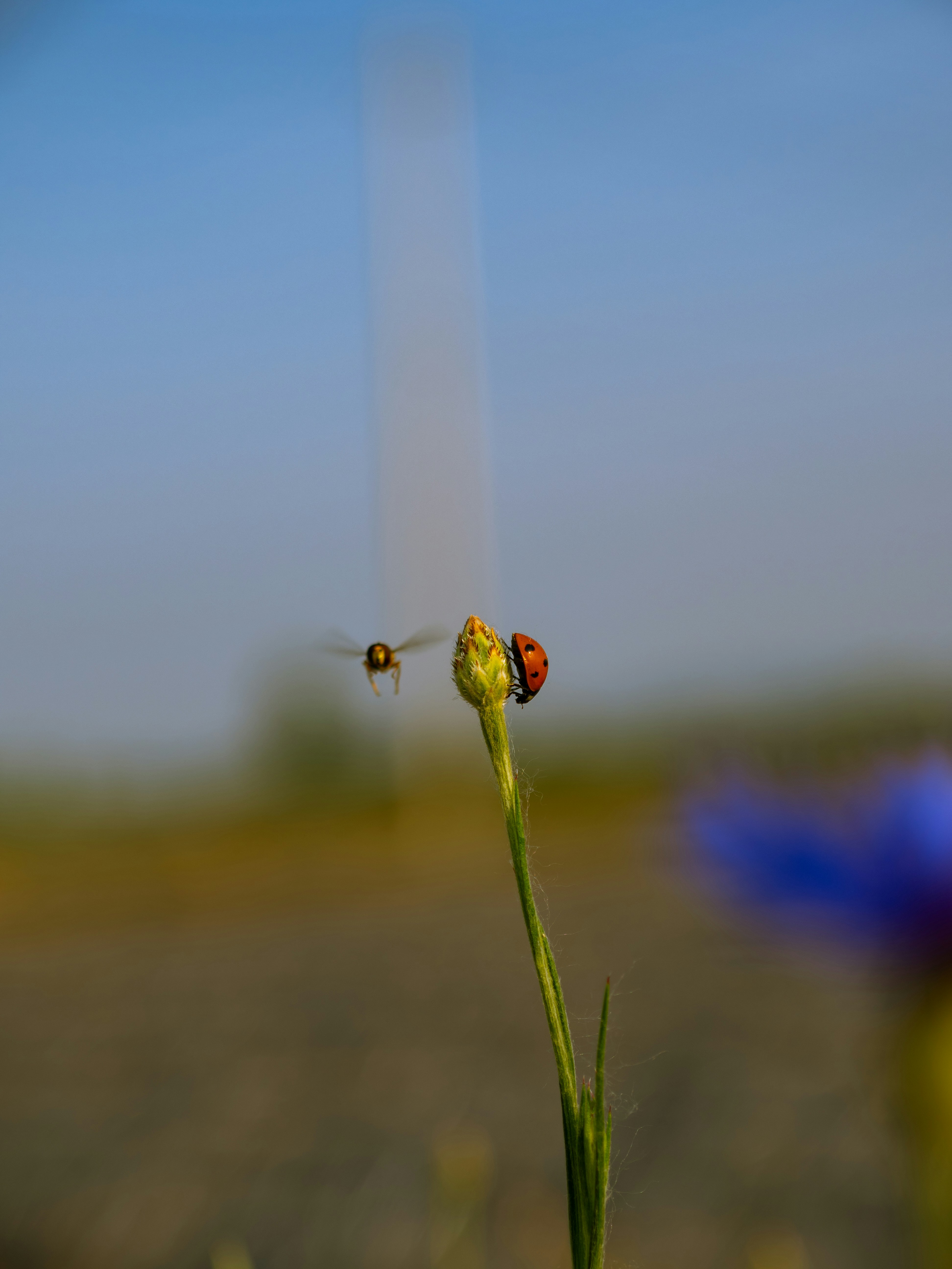 Red Sentinel on a Lone Stem: A Precise Macro Portrait in Soft Background