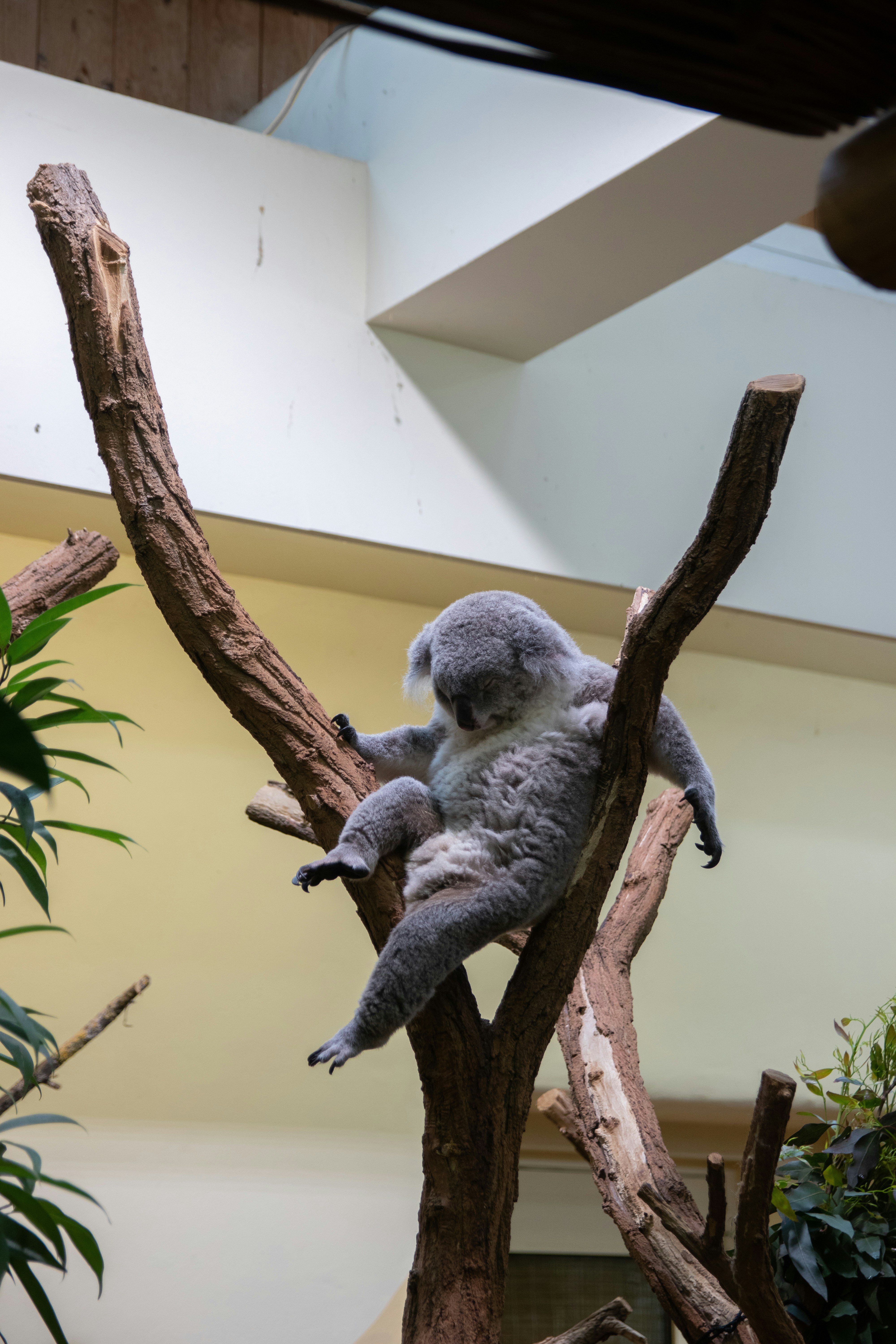 Cozy Koala Afternoon on Man-Made Branches