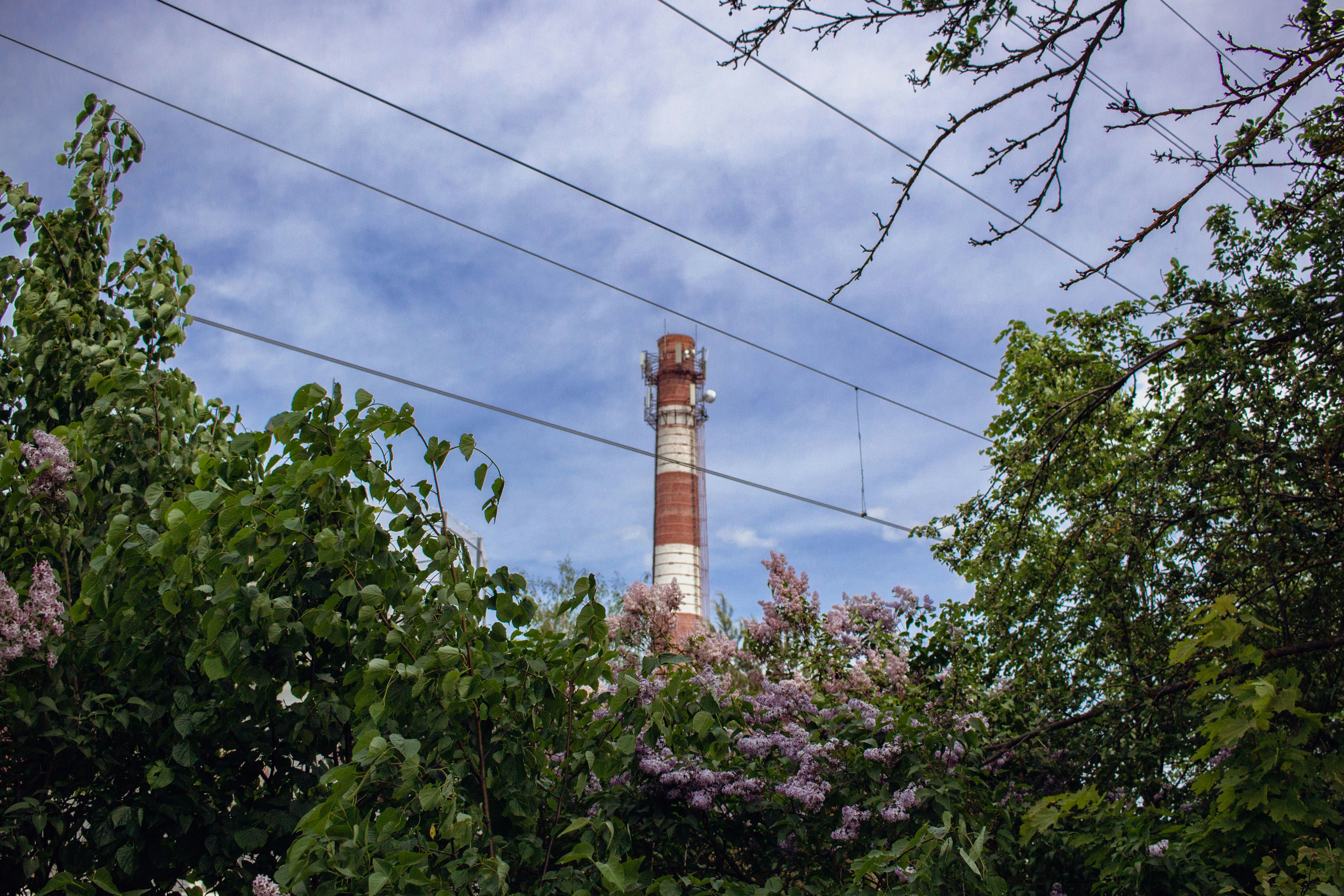 Chimney Rising Through a Spring Canopy of Lilac and Greenery