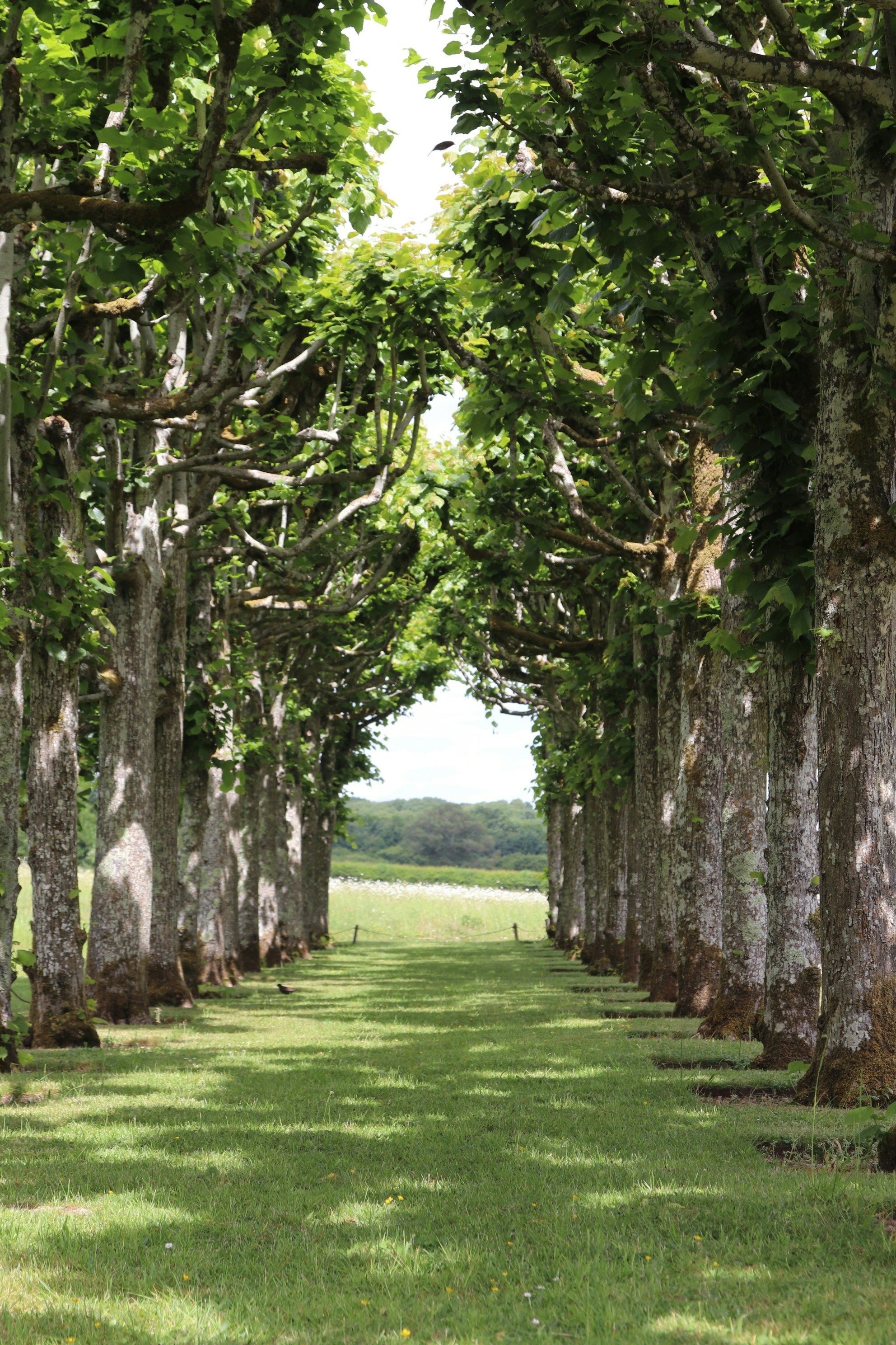 Alley of Verdant Arches: A Tree-Lined Path to the Horizon