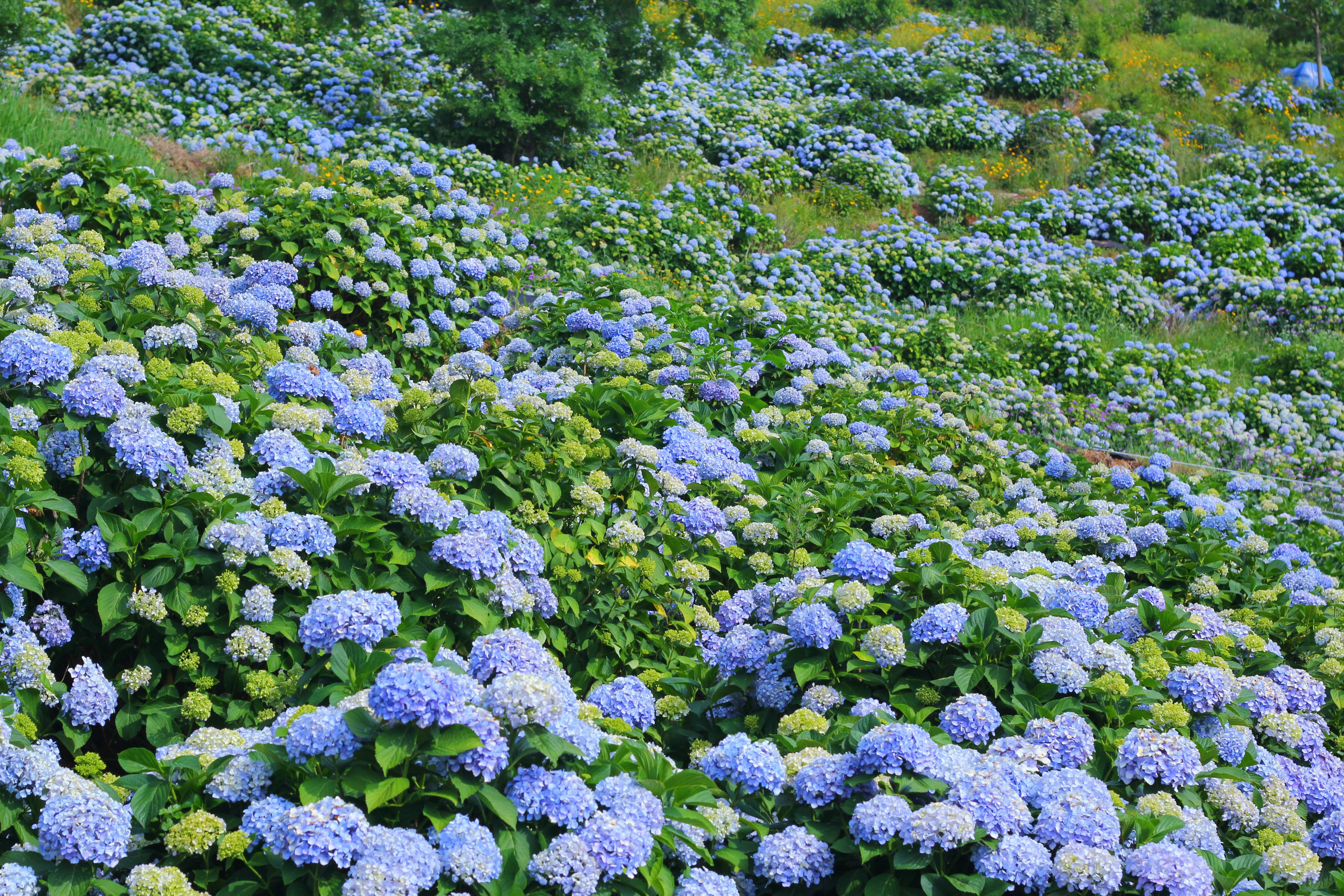 Sea of Blue Hydrangeas Draped Across a Gentle Hillside