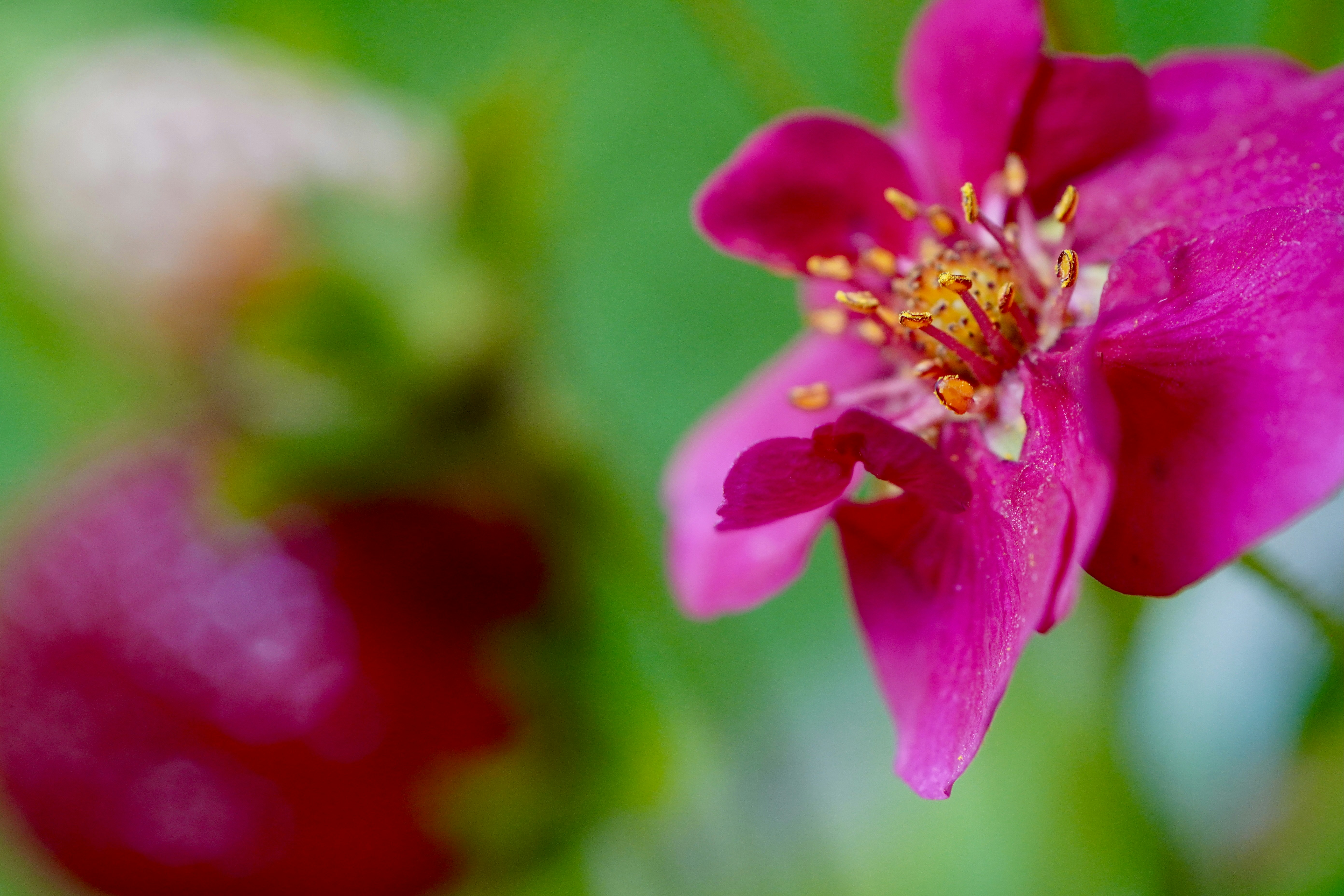 Crimson Petal in Soft Focus