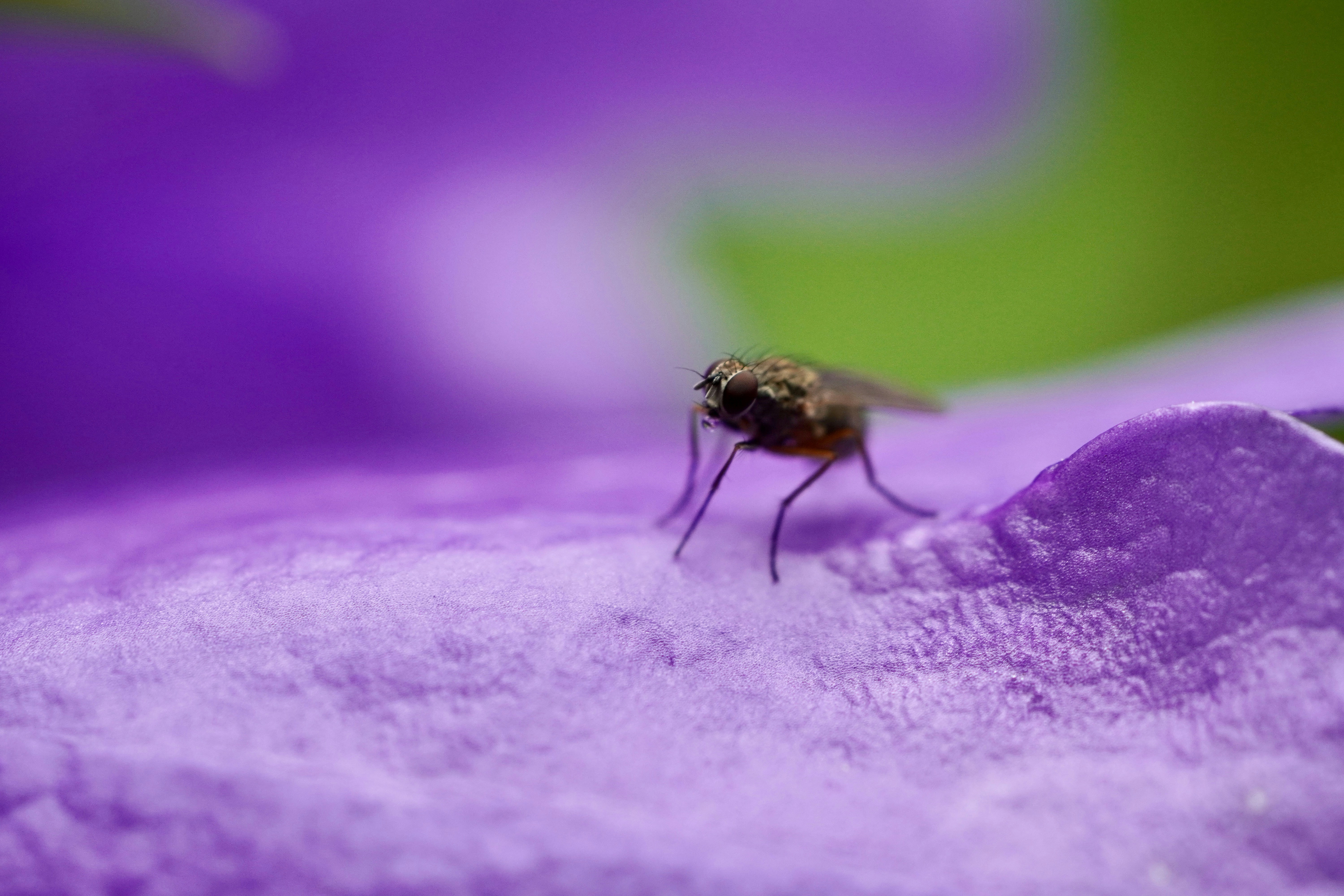 Hoverfly on Violet Petal: A Tiny Acrobat in Focus