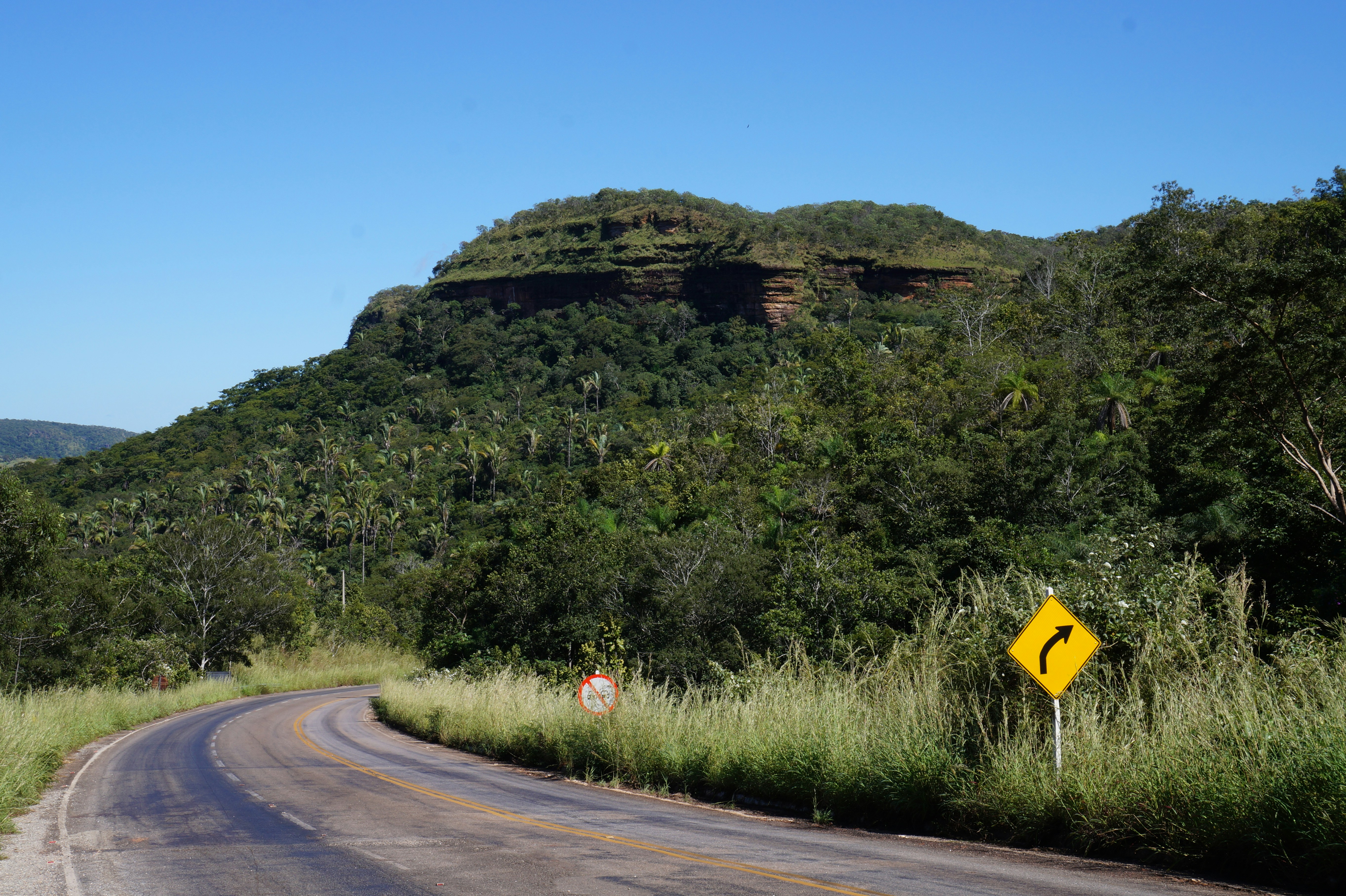 Winding road bordered by tall grass leads toward a layered plateau with lush trees under a clear blue sky.