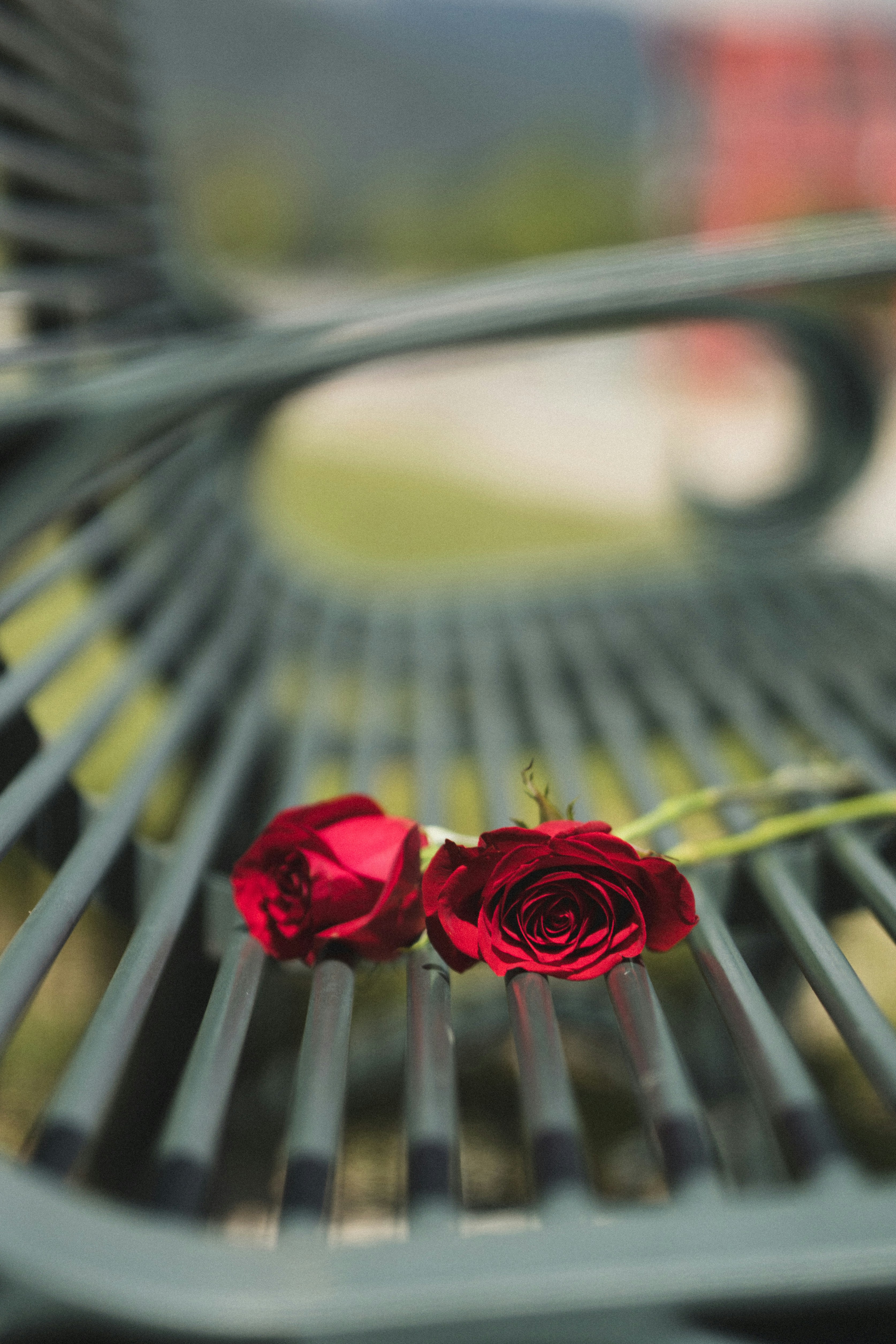 Whispers of Romance on a Park Bench