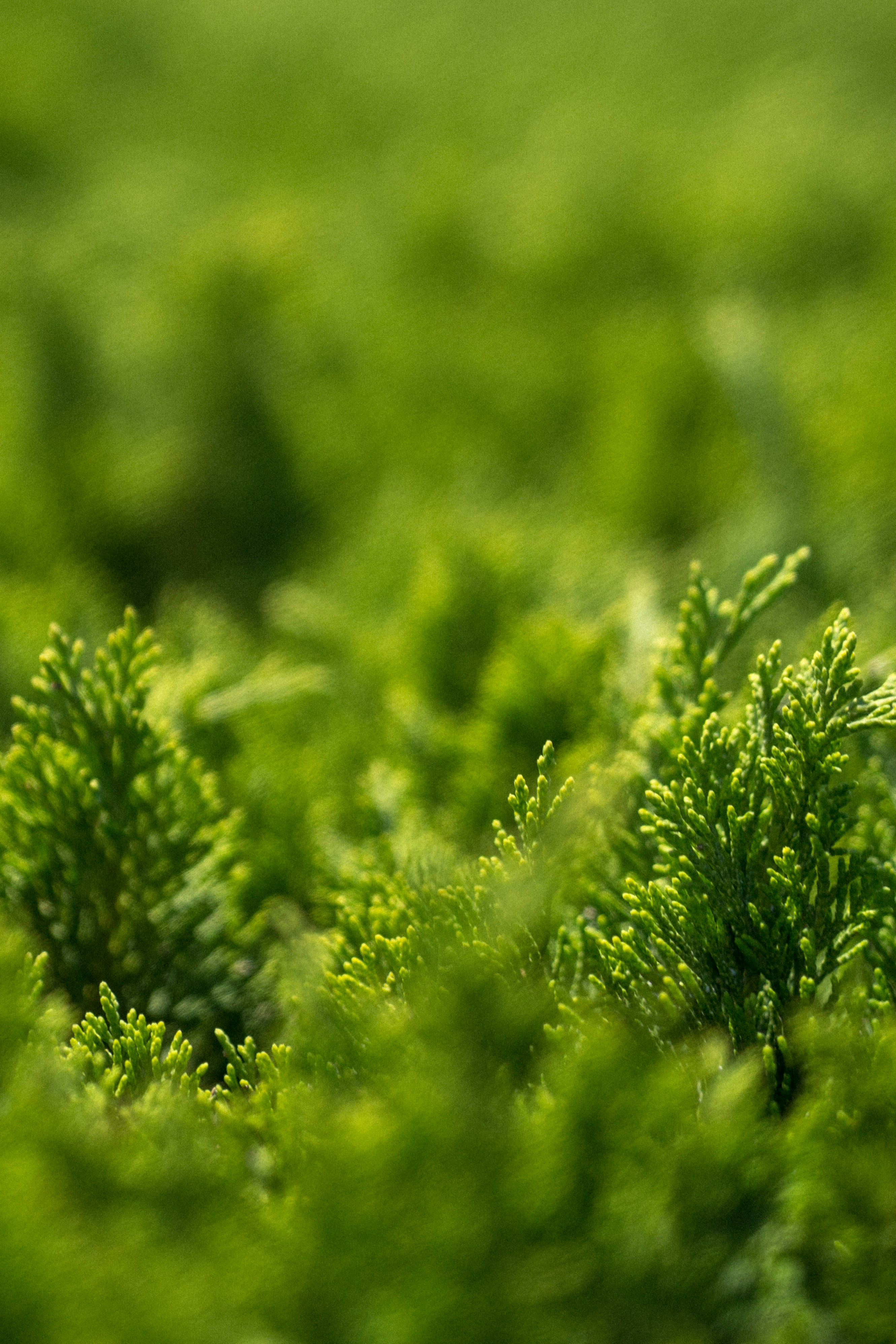 Lush green foliage creates a textured pattern, showcasing the intricate details of nature's design.