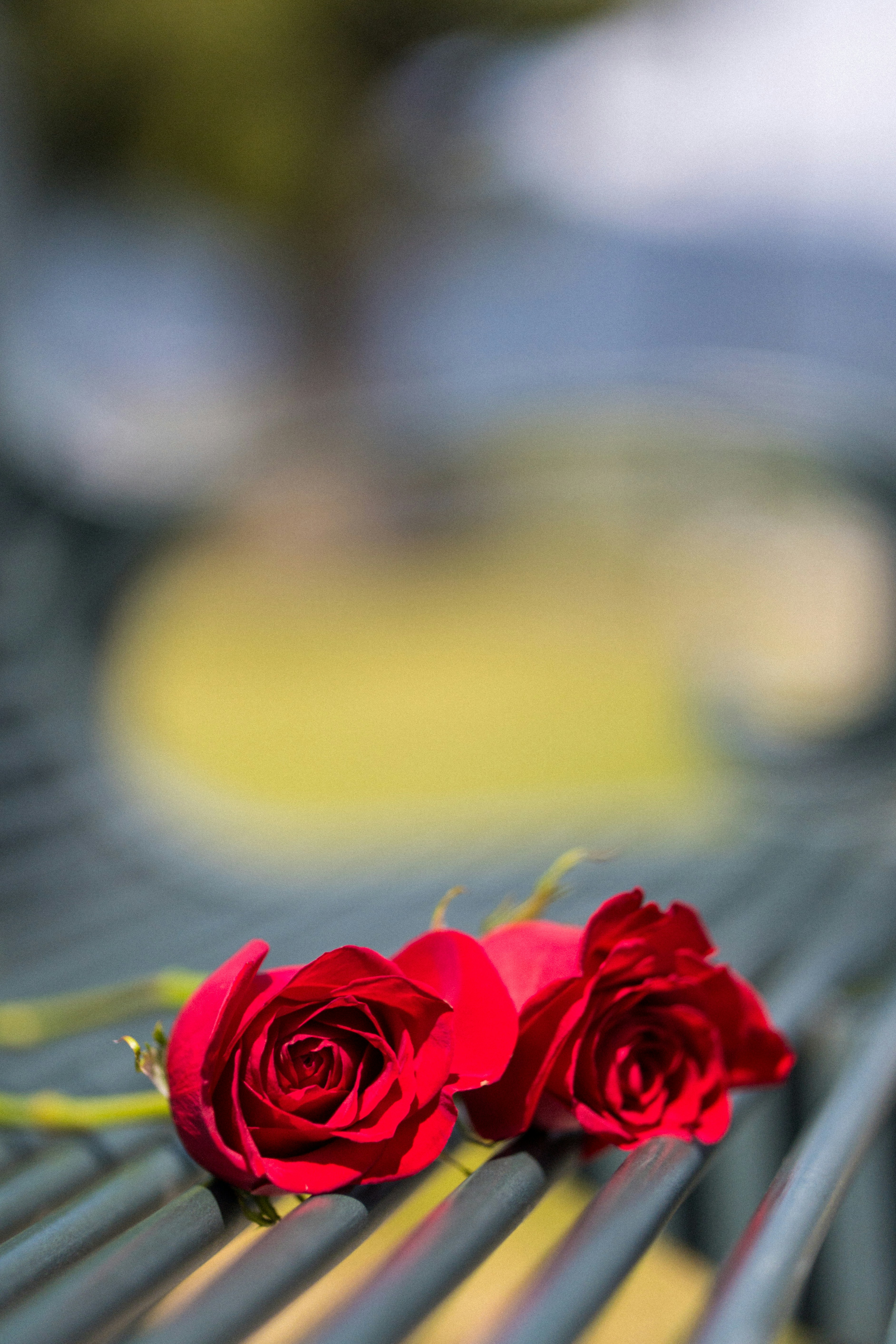 Two red roses rest gently on a bench. photo – Free Flower Image on Unsplash