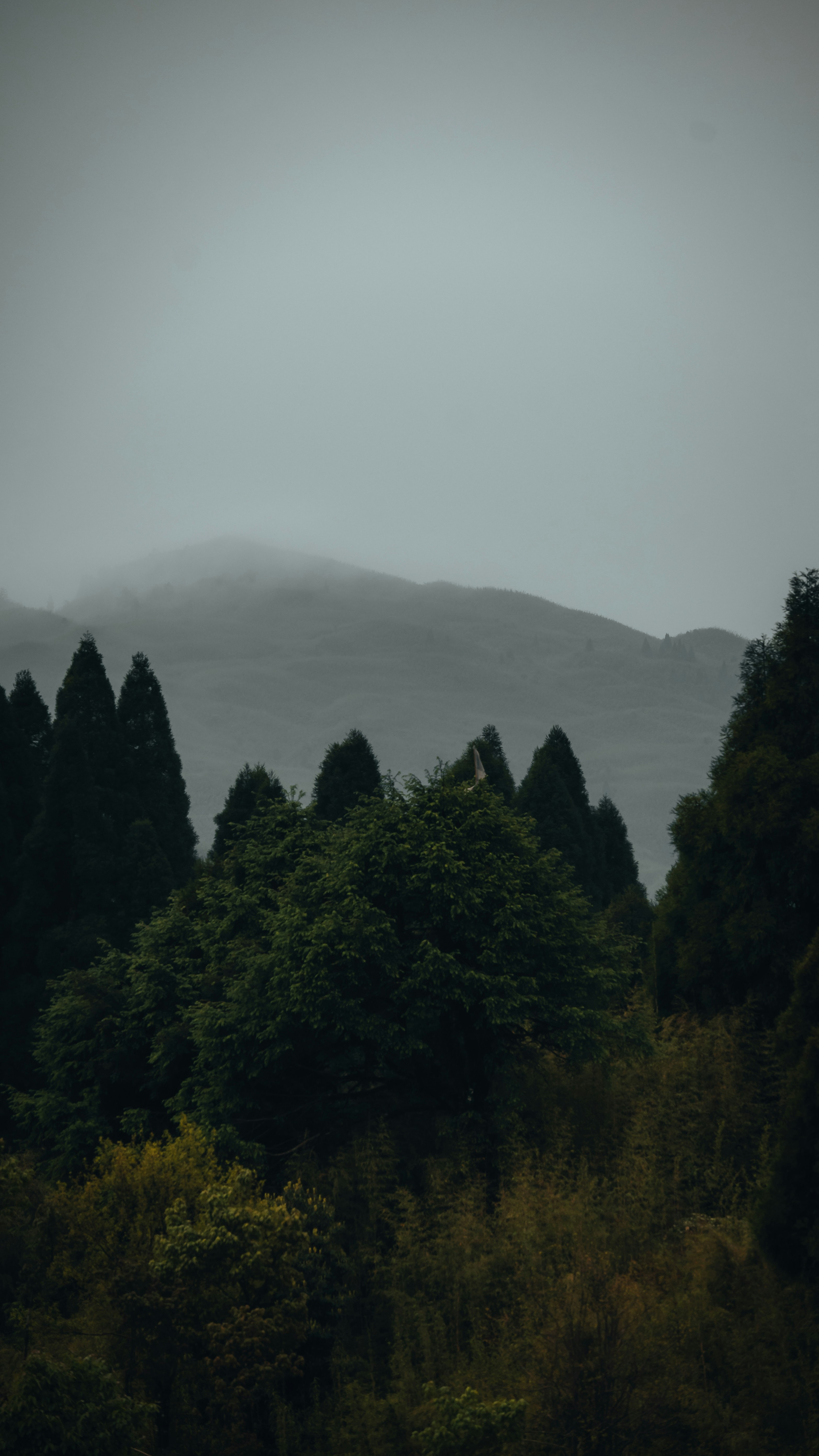 Photo by Sarthak Doharey with Nikon Z50