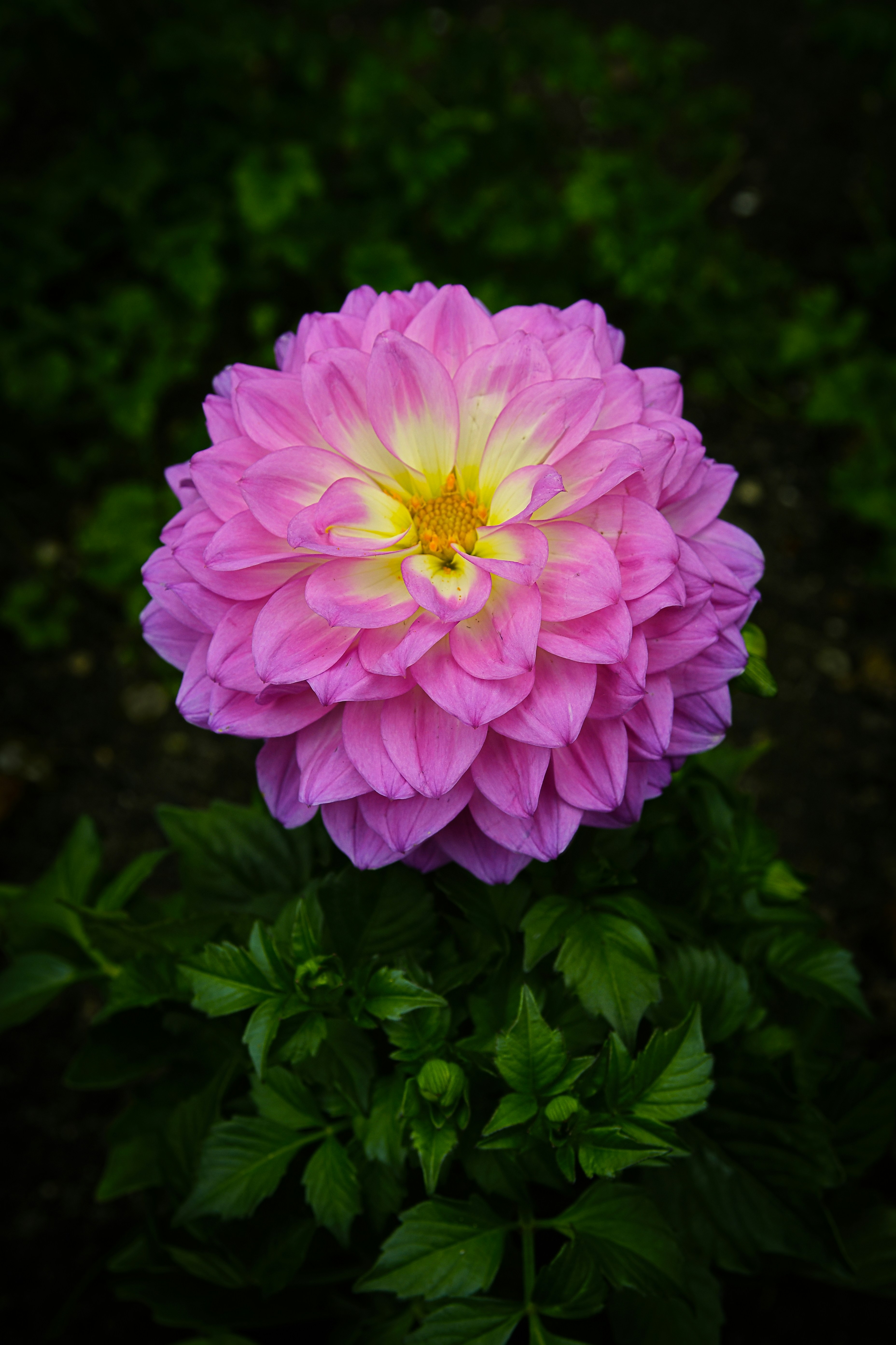 Velvet Pink Dahlia: Sunlit Heart in a Dark Garden