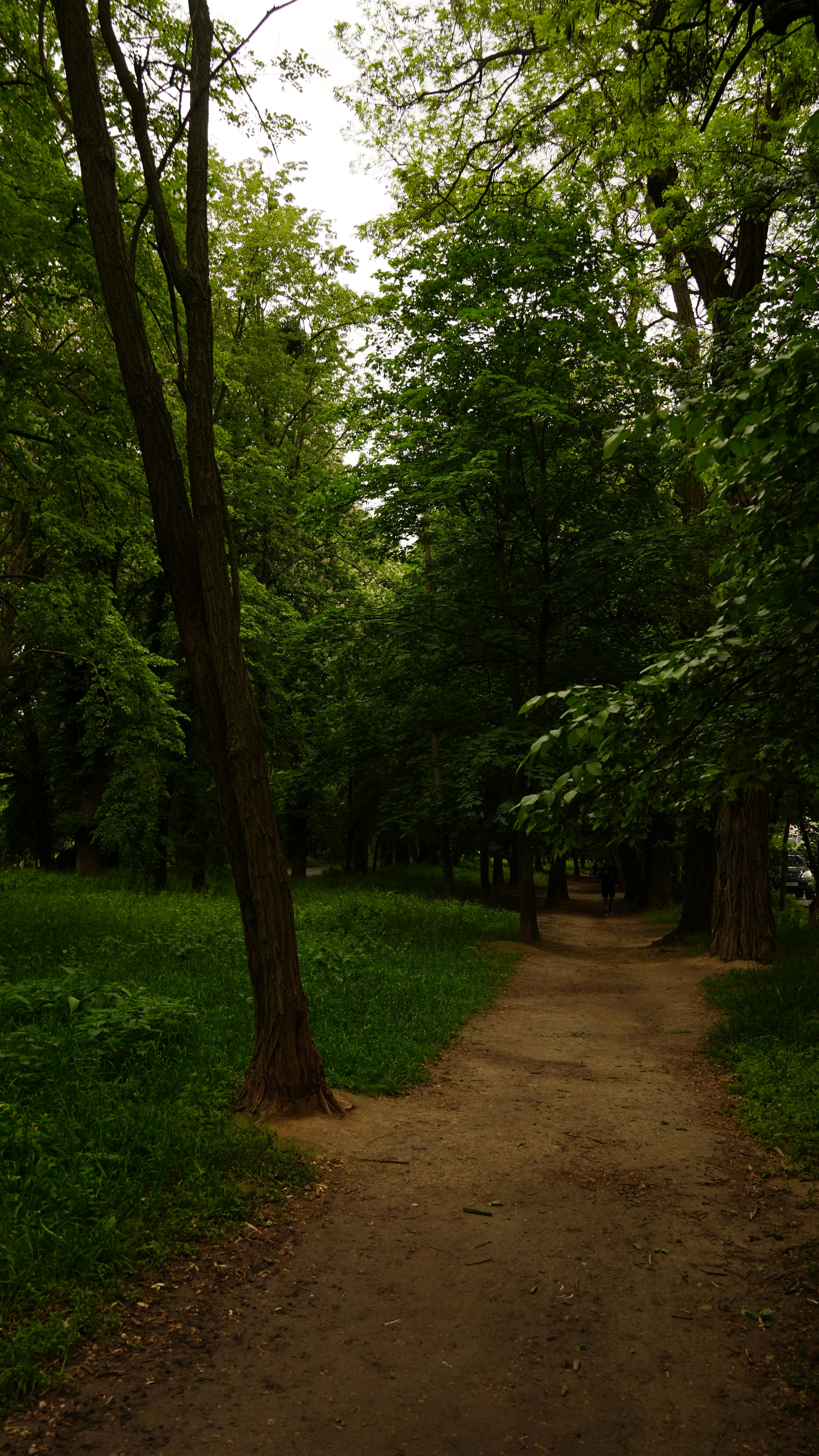 A serene dirt path meanders through a lush green forest, framed by tall trees and vibrant foliage.