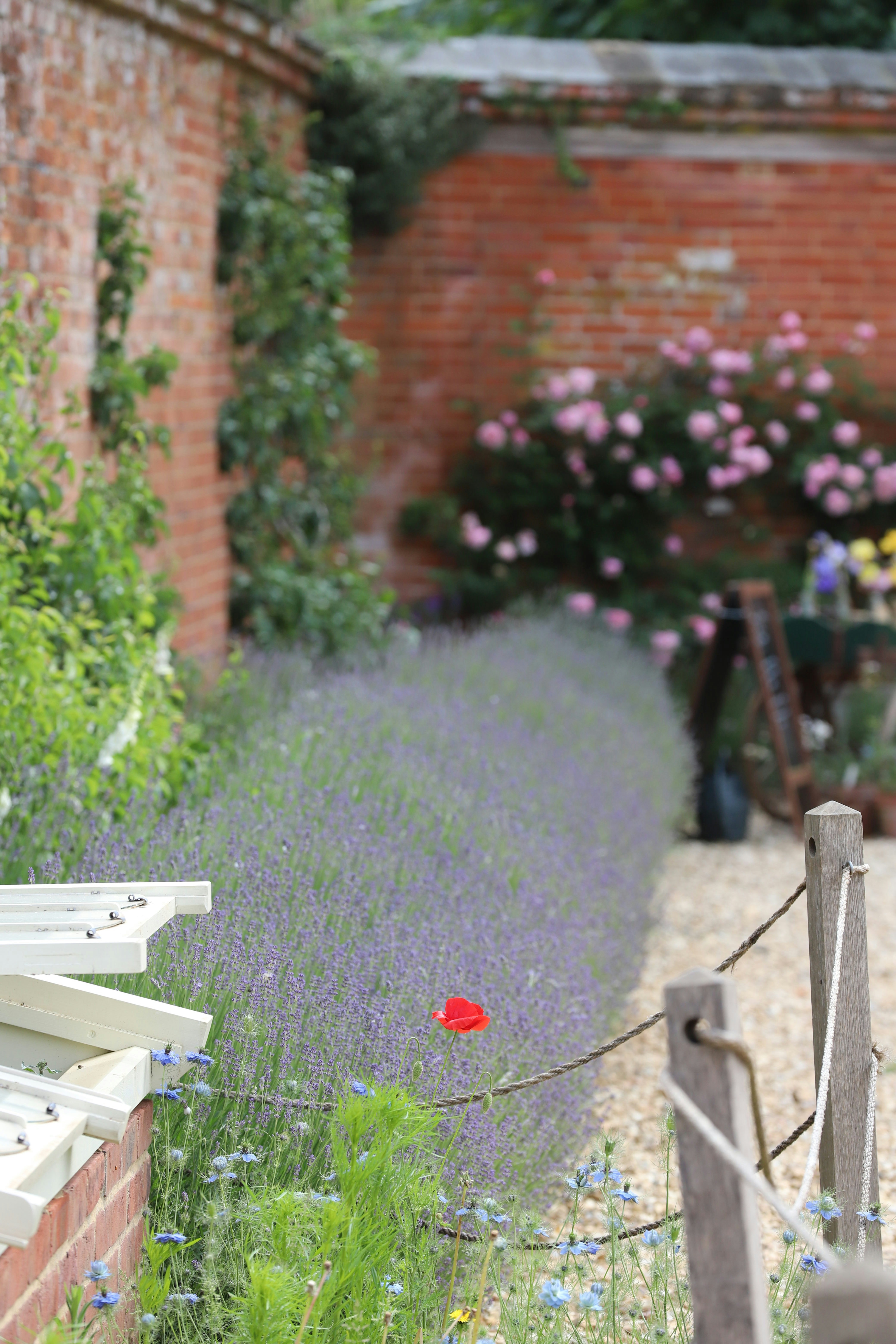Crimson Poppy on a Lavender-Lined Garden Path