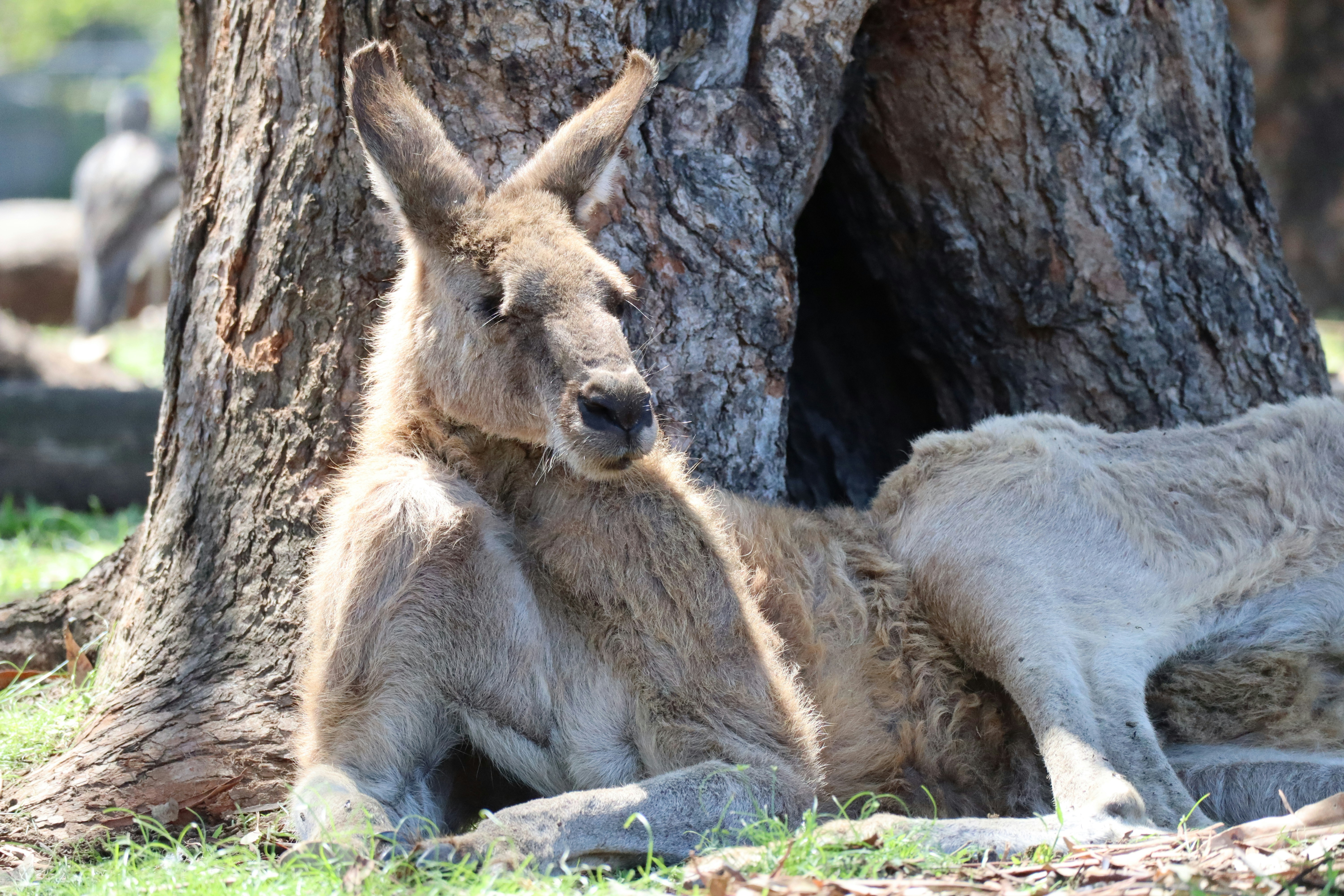 Resting in the Shade: A Kangaroo's Retreat