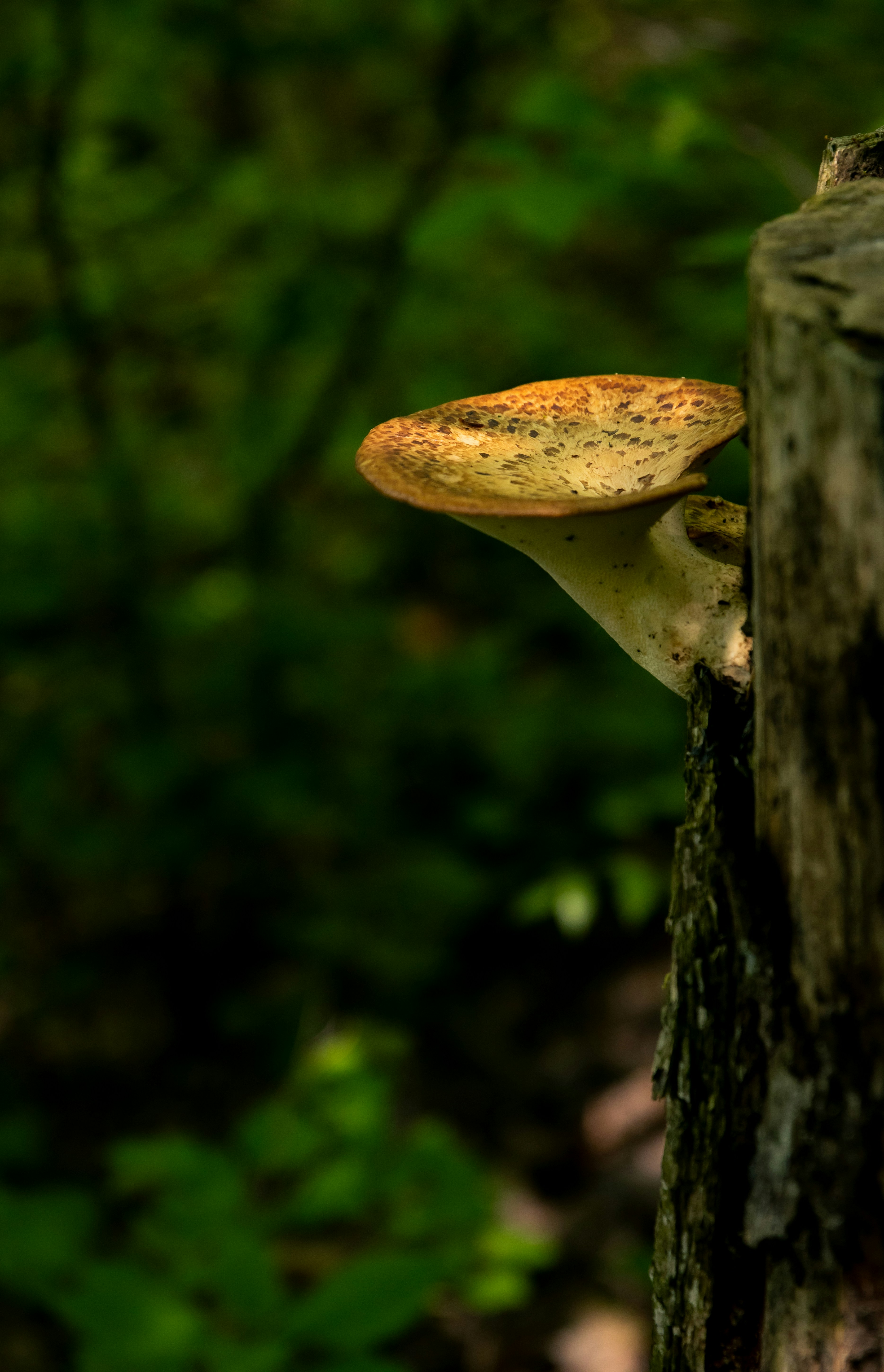 A thick mushroom growing from the side of a cut tree trunk in the forest. | A mushroom grows on a tree trunk.