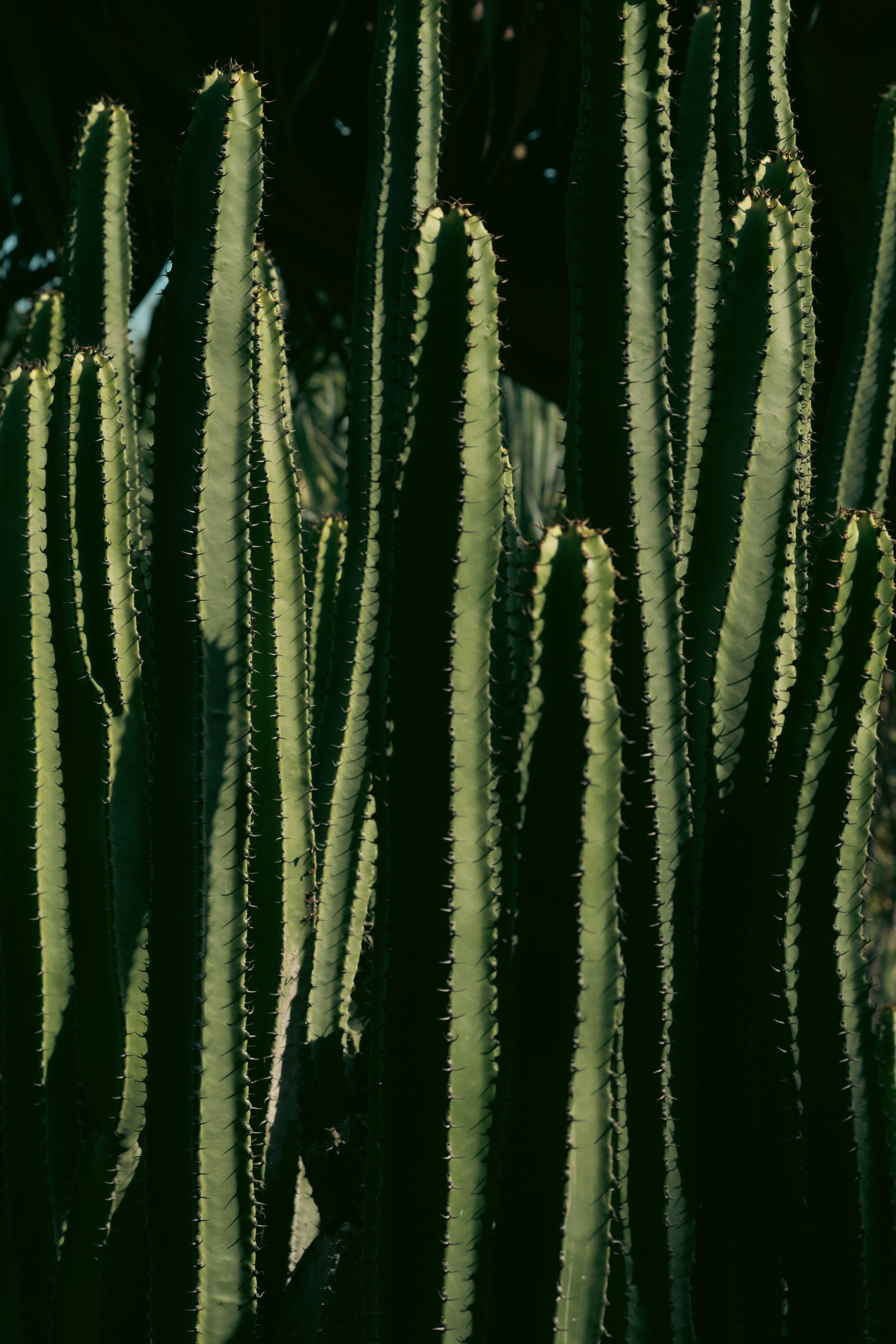 Vertical Symphony of Cacti