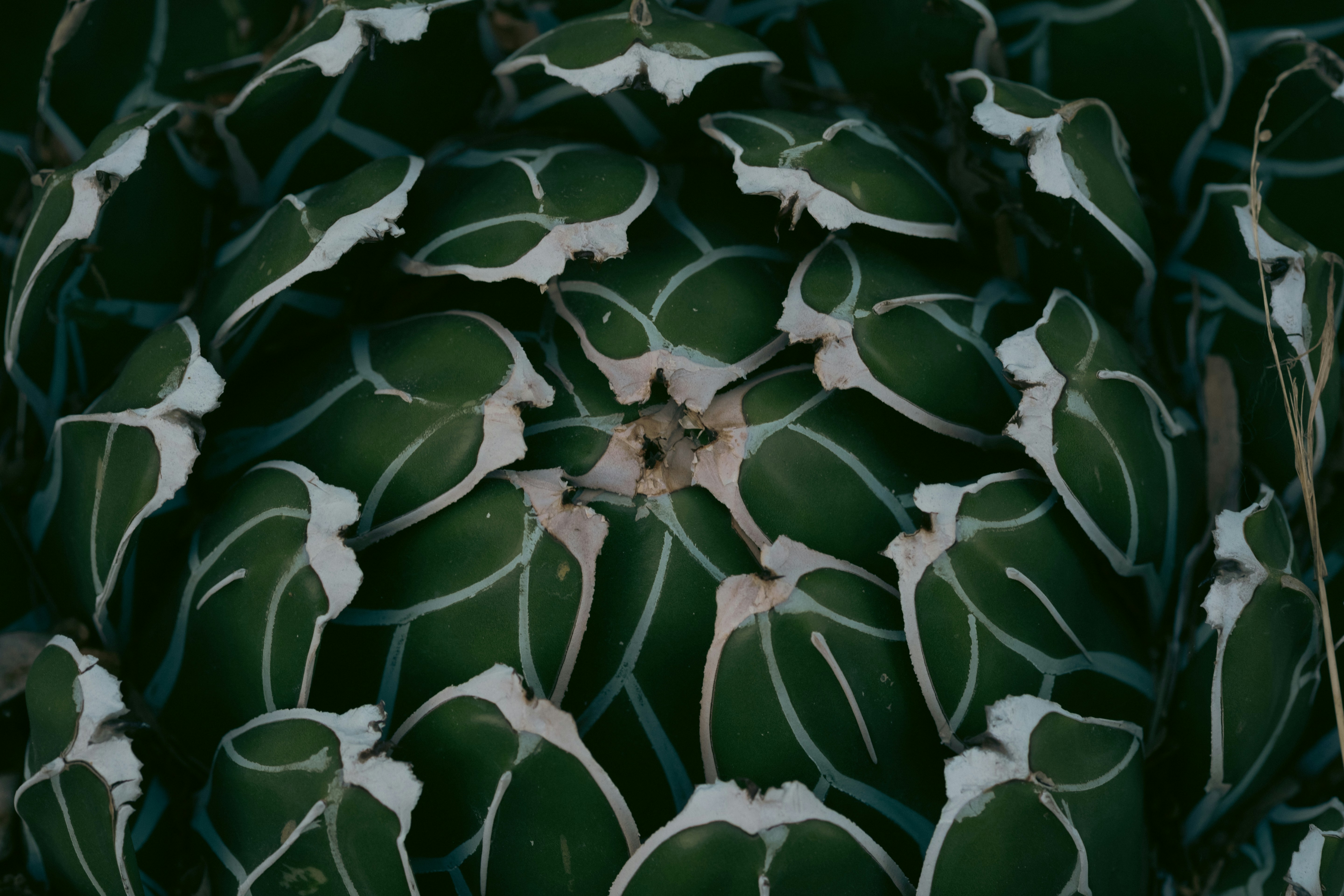 Rosette Mosaic: Close-Up of Green Cacti With White-Rimmed Edges