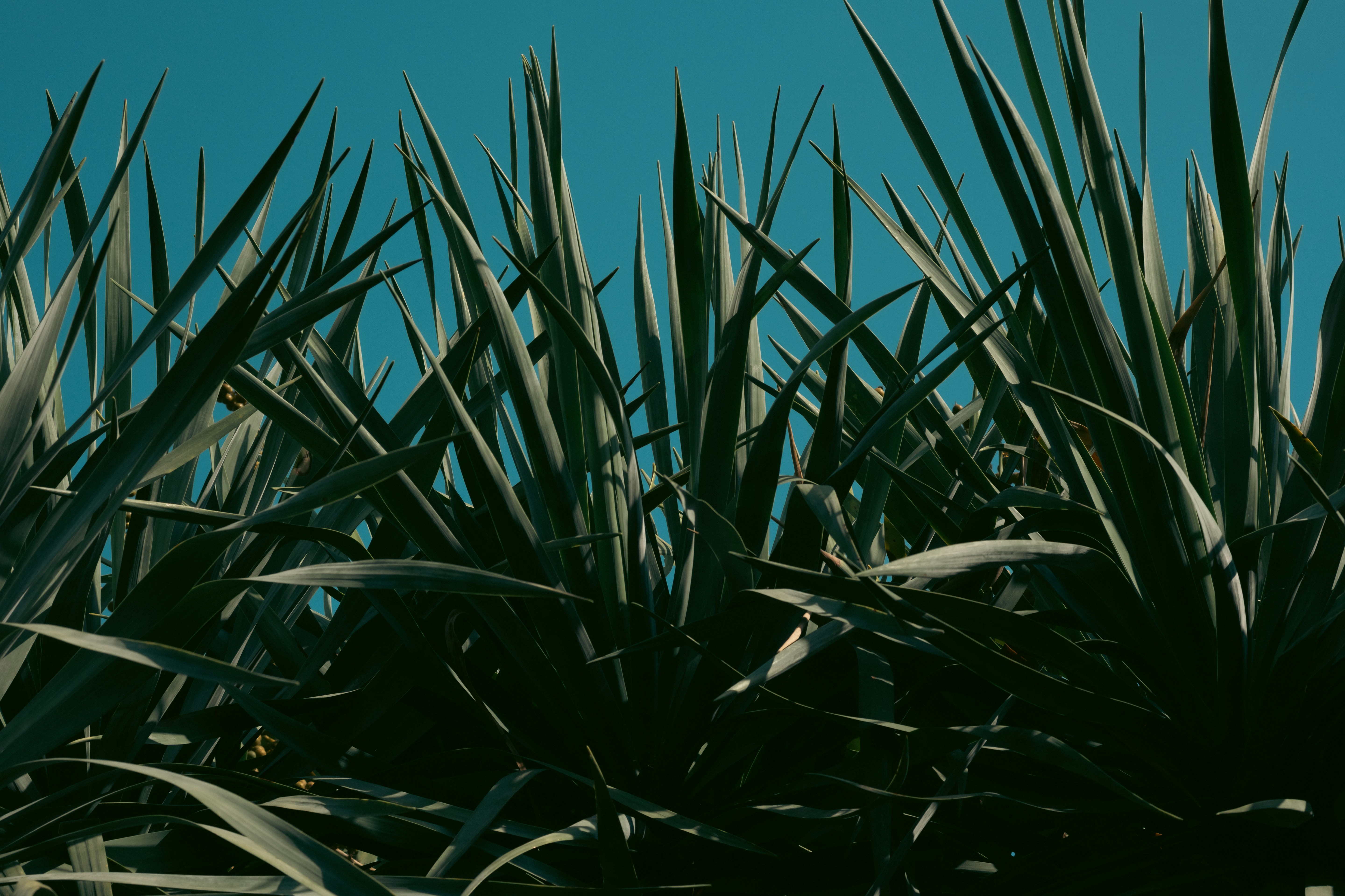 Spiky Canopy Against a Cerulean Sky