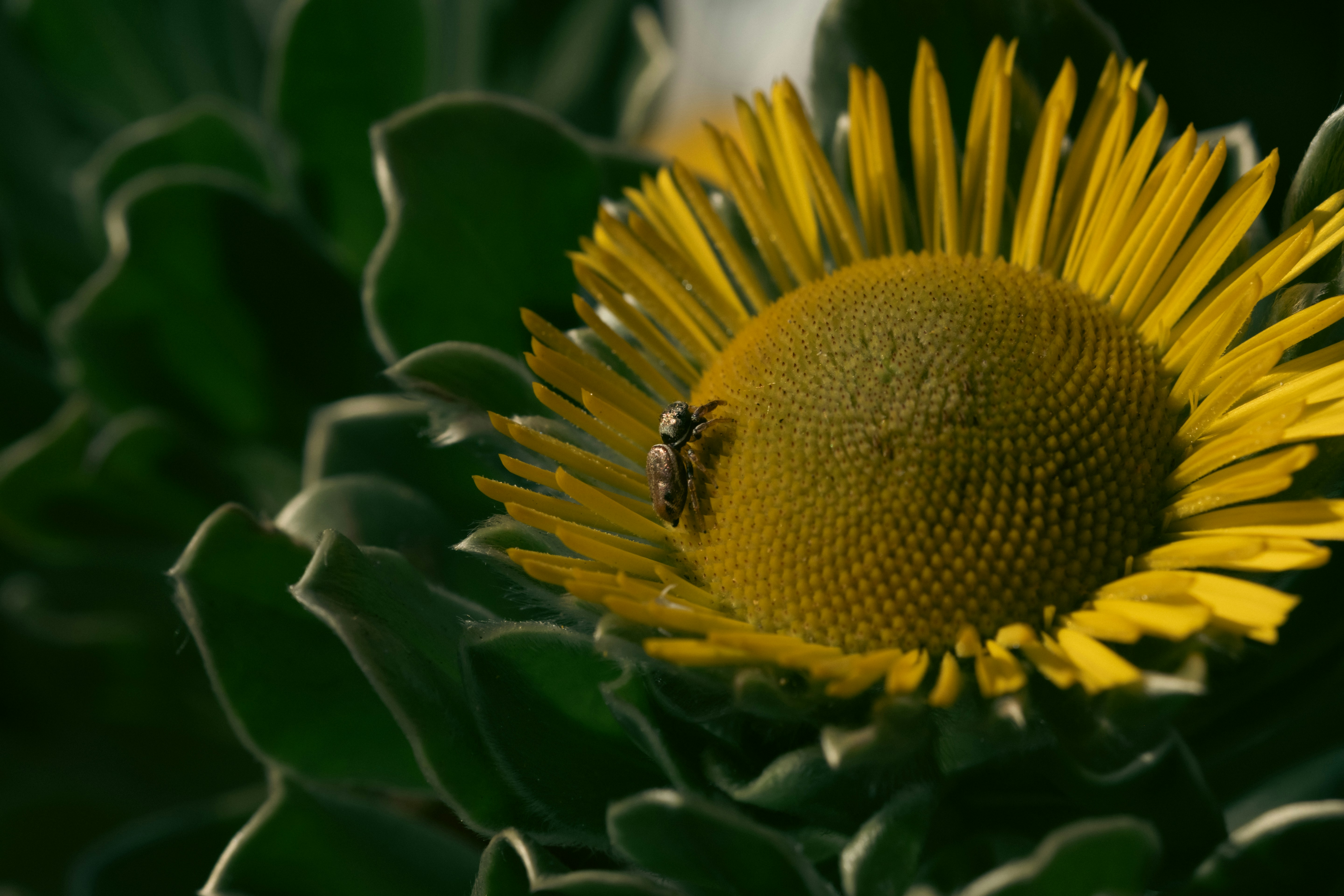 Bee at the Sunflower’s Core: A Tiny Moment of Golden Detail